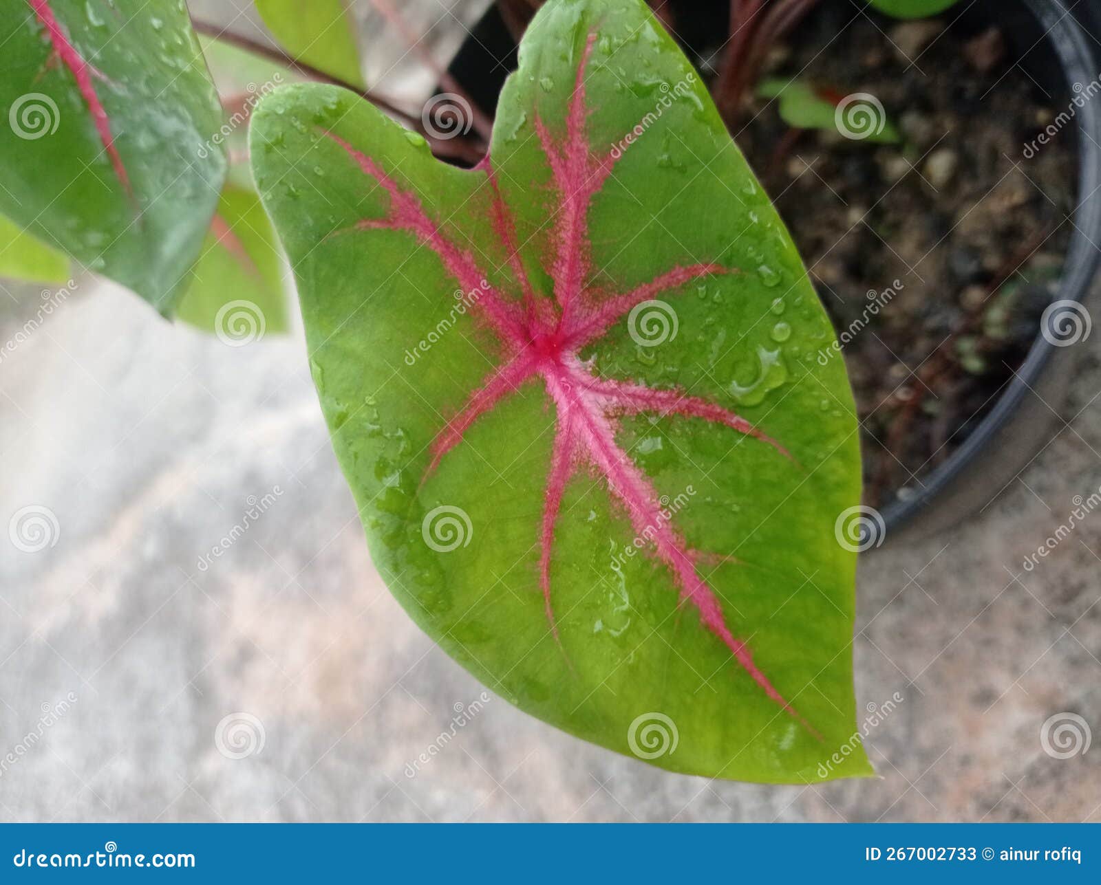 Spilled Rice Flower Leaves with Red Lines and Raindrops Stock Image ...