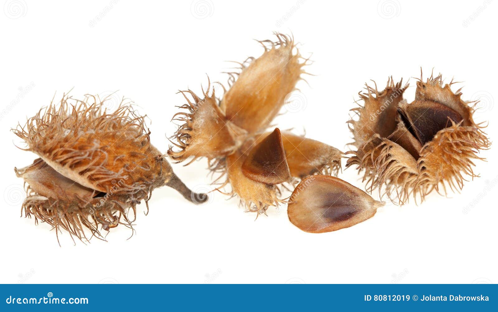 Spilled seed beech stock image. Image of spilled, open - 80812019