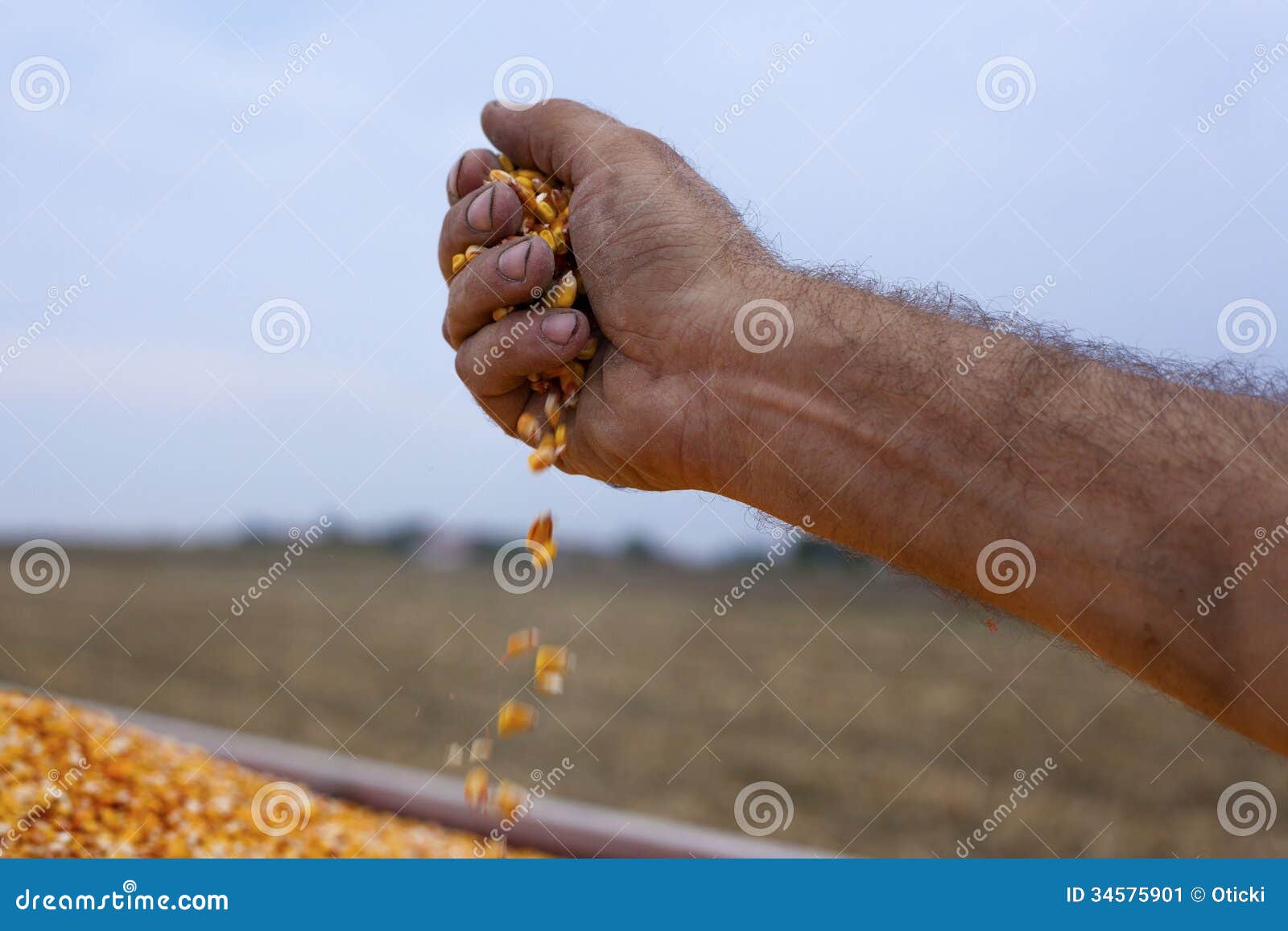 Spilling Freshly Harvested Corn Maize Seeds Grains Stock Image - Image ...