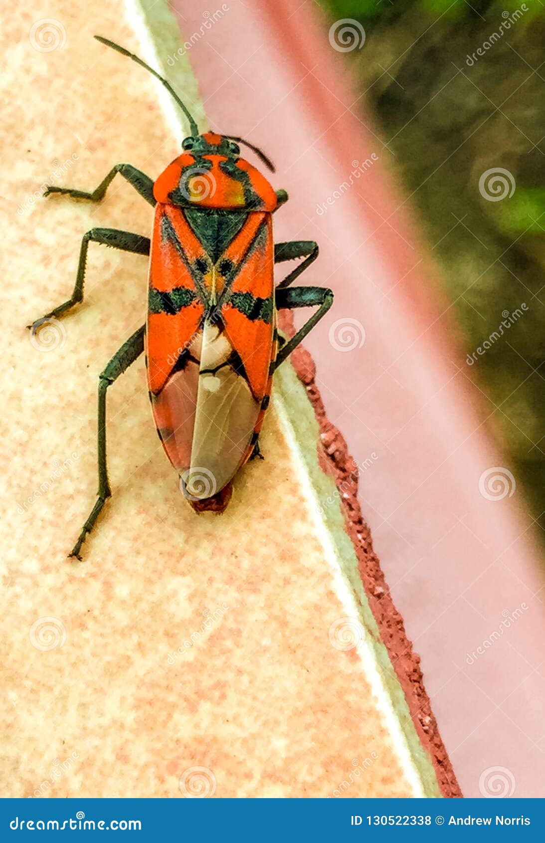 Bettle Type Photos - Free & Royalty-Free Stock Photos from Dreamstime