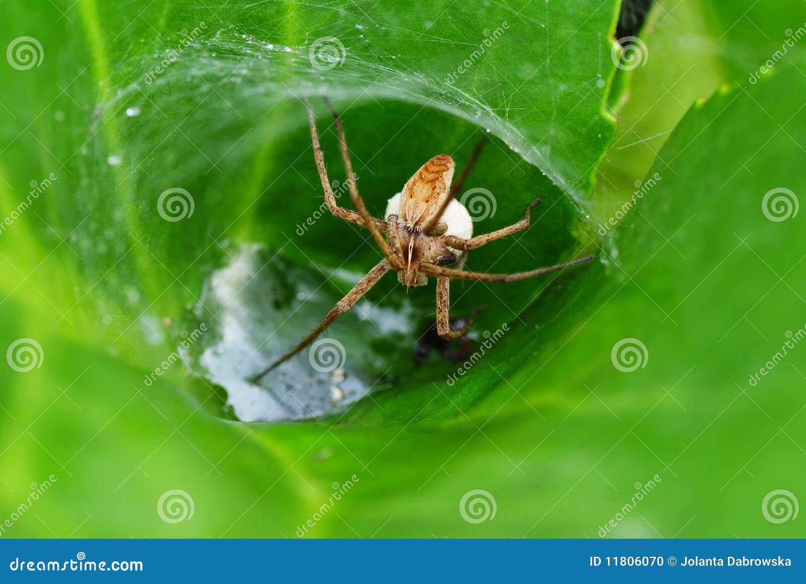Spin stock foto. Image of harig, spin, installatie, groot - 11806070