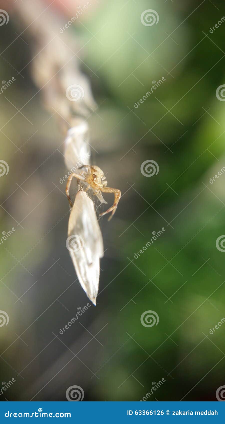 Spin stock foto. Image of macro, insect, spin, nave - 63366126