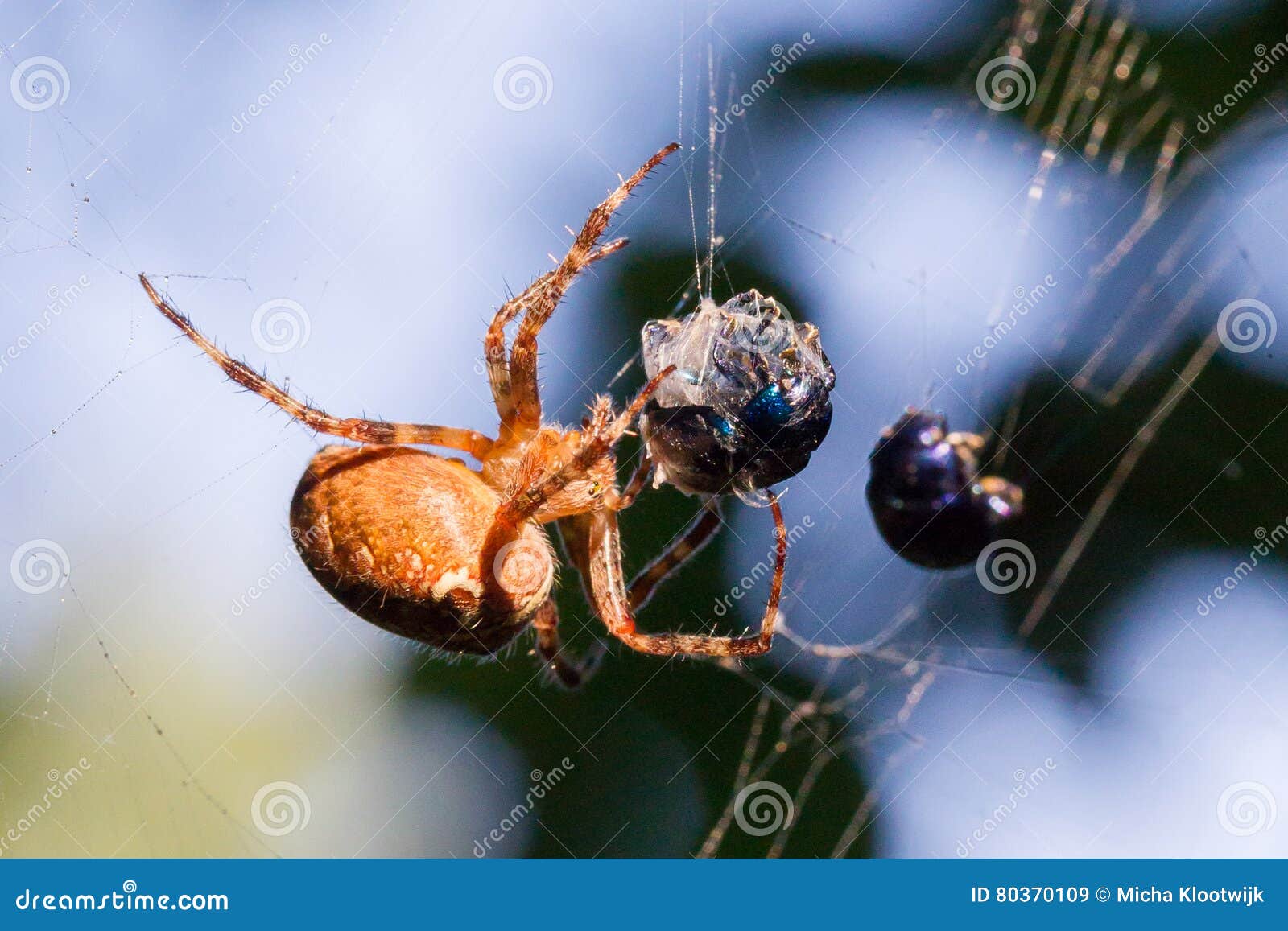 Spin die kever vangen stock afbeelding. Image of begrip - 80370109