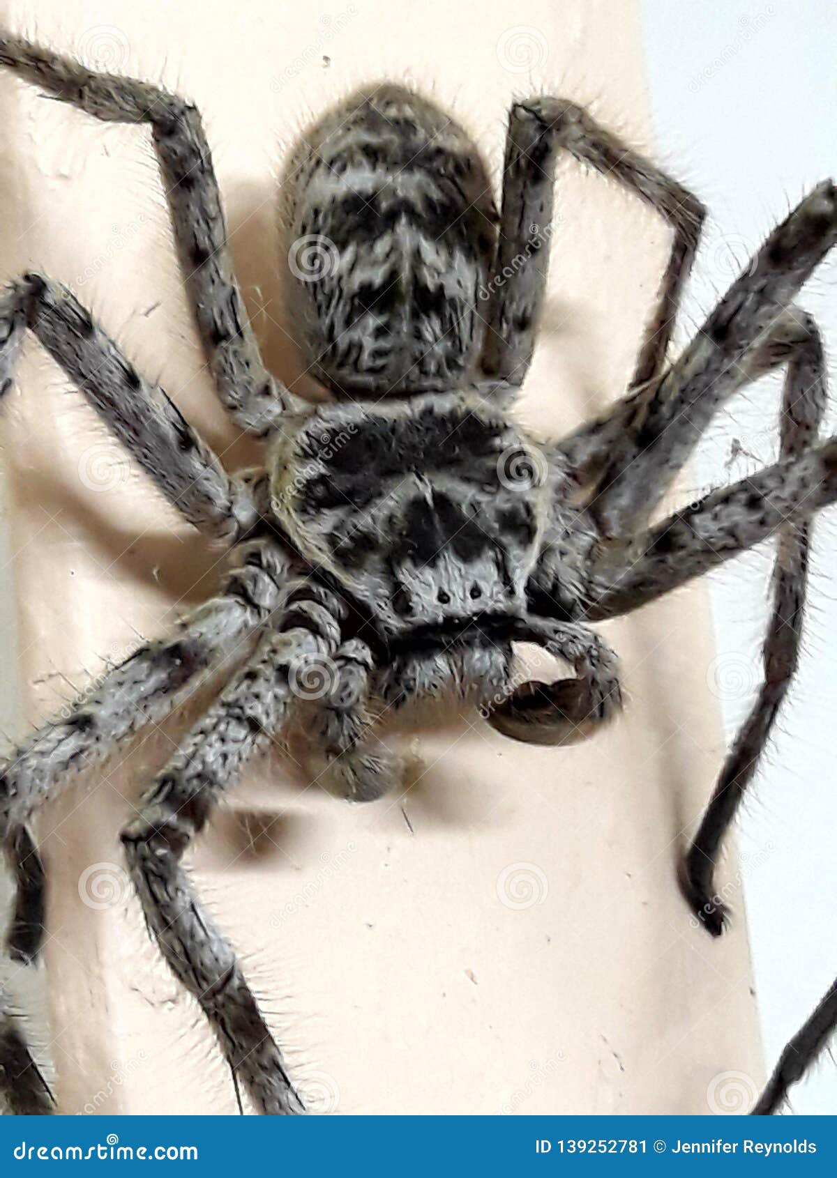 Spin stock afbeelding. Image of groot, spin, benen, australisch - 139252781