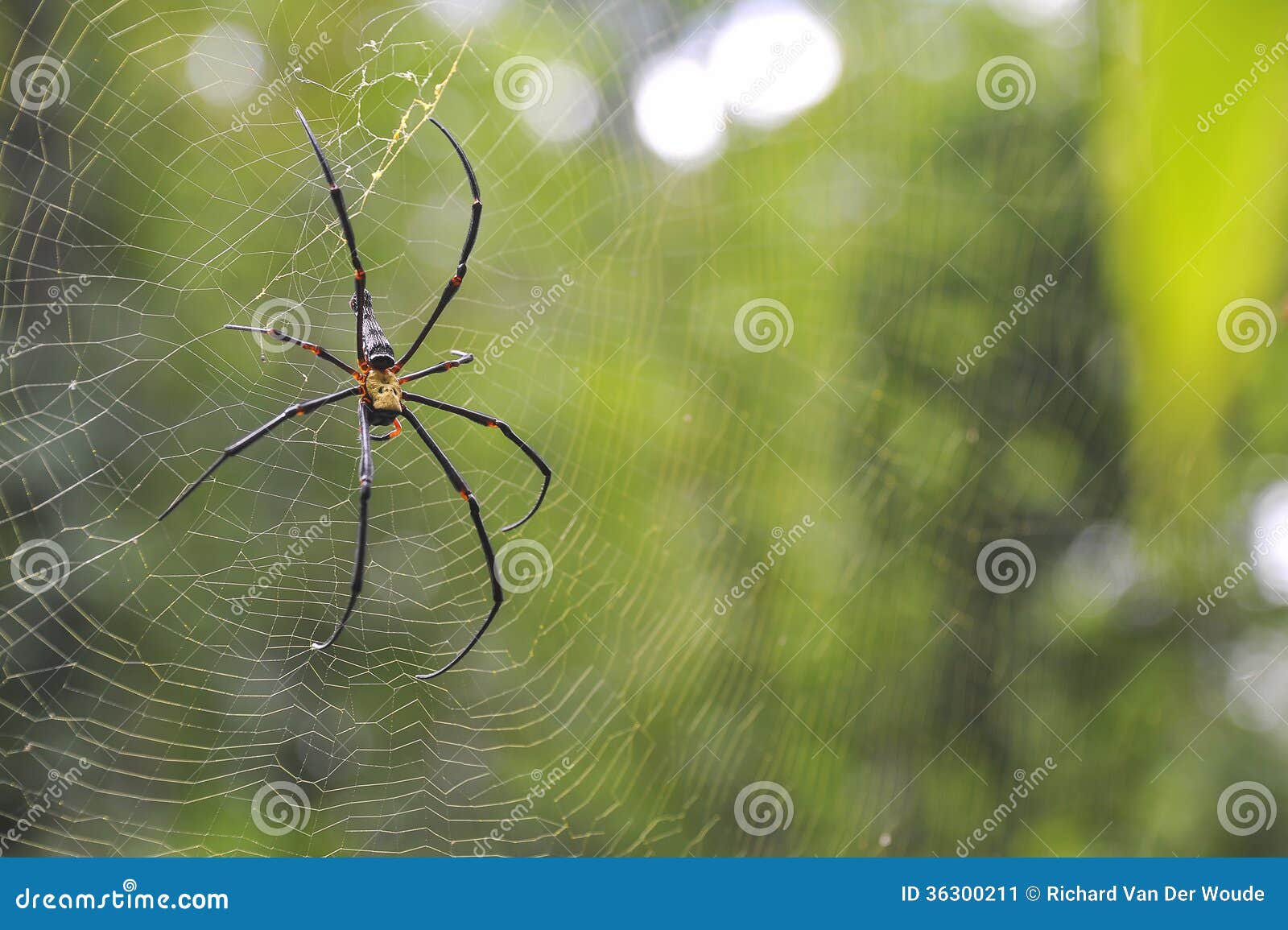 Spin in een Web stock afbeelding. Image of gevaarlijk - 36300211