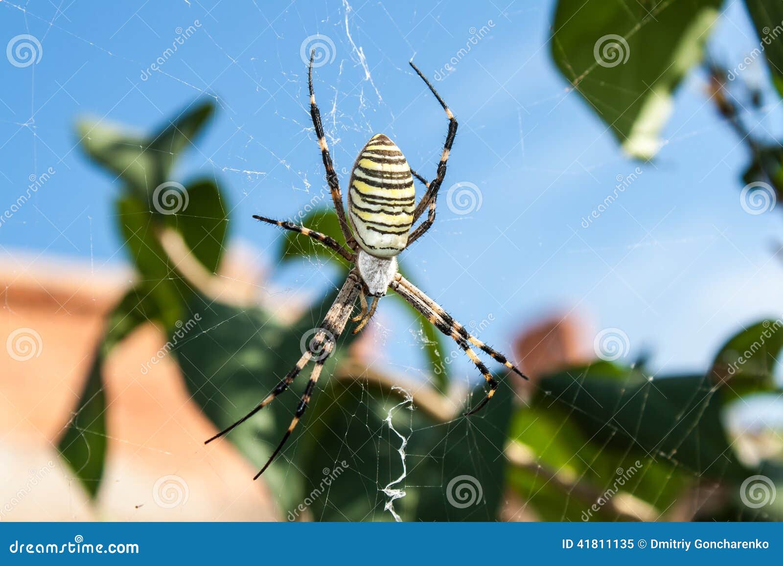 Spin in een Web stock afbeelding. Image of vangst, nave - 41811135