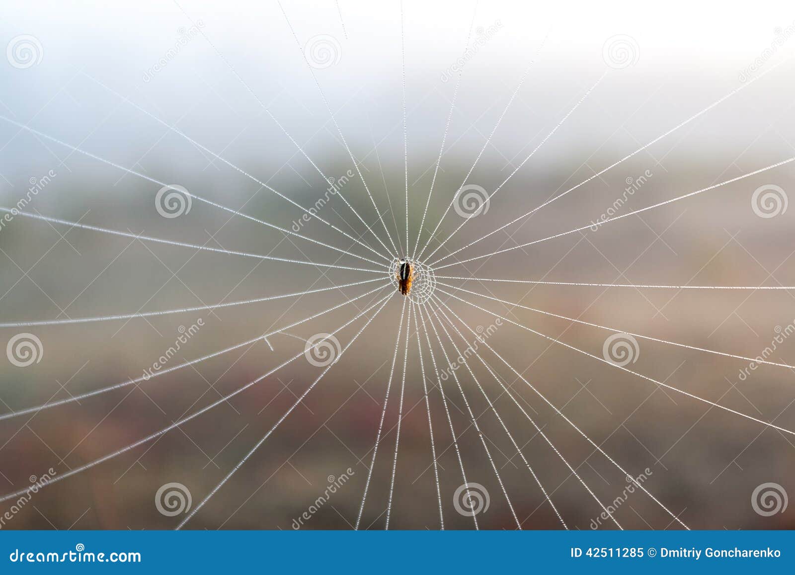 Spin in een Web stock afbeelding. Image of ontwerp, naughty - 42511285