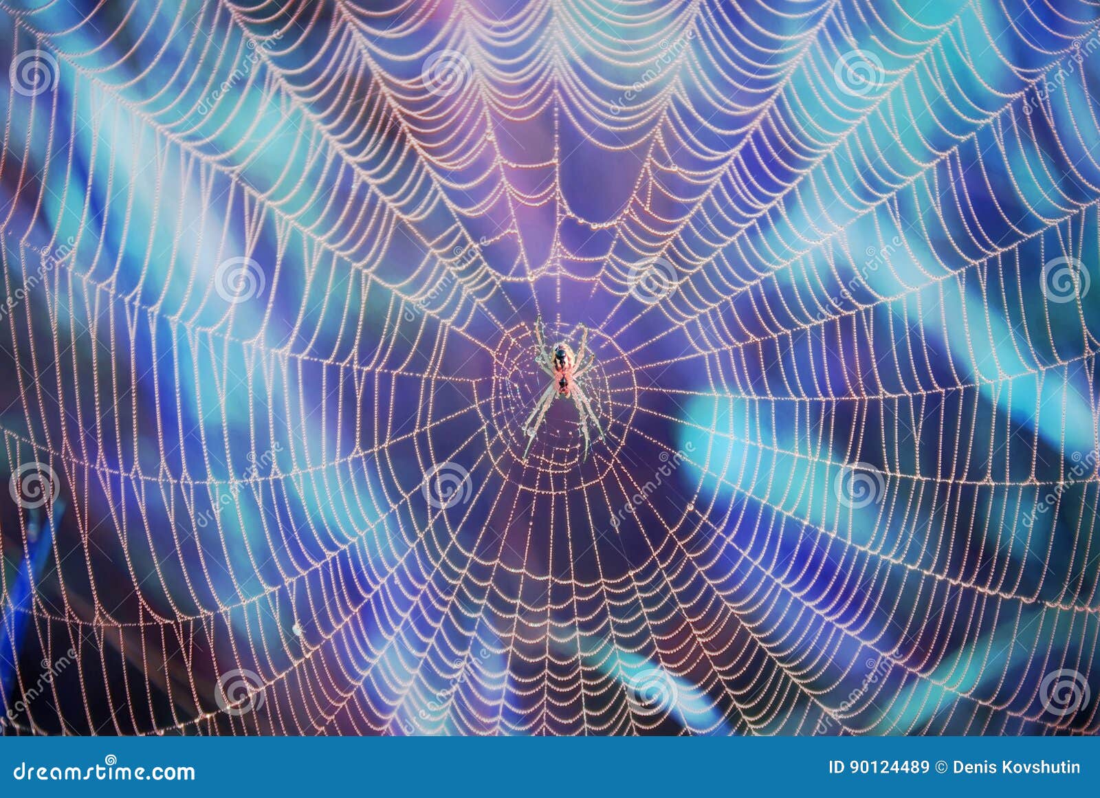 Spin in Een Web Op Gekleurd Achtergrond Stock Afbeelding - Image of ...