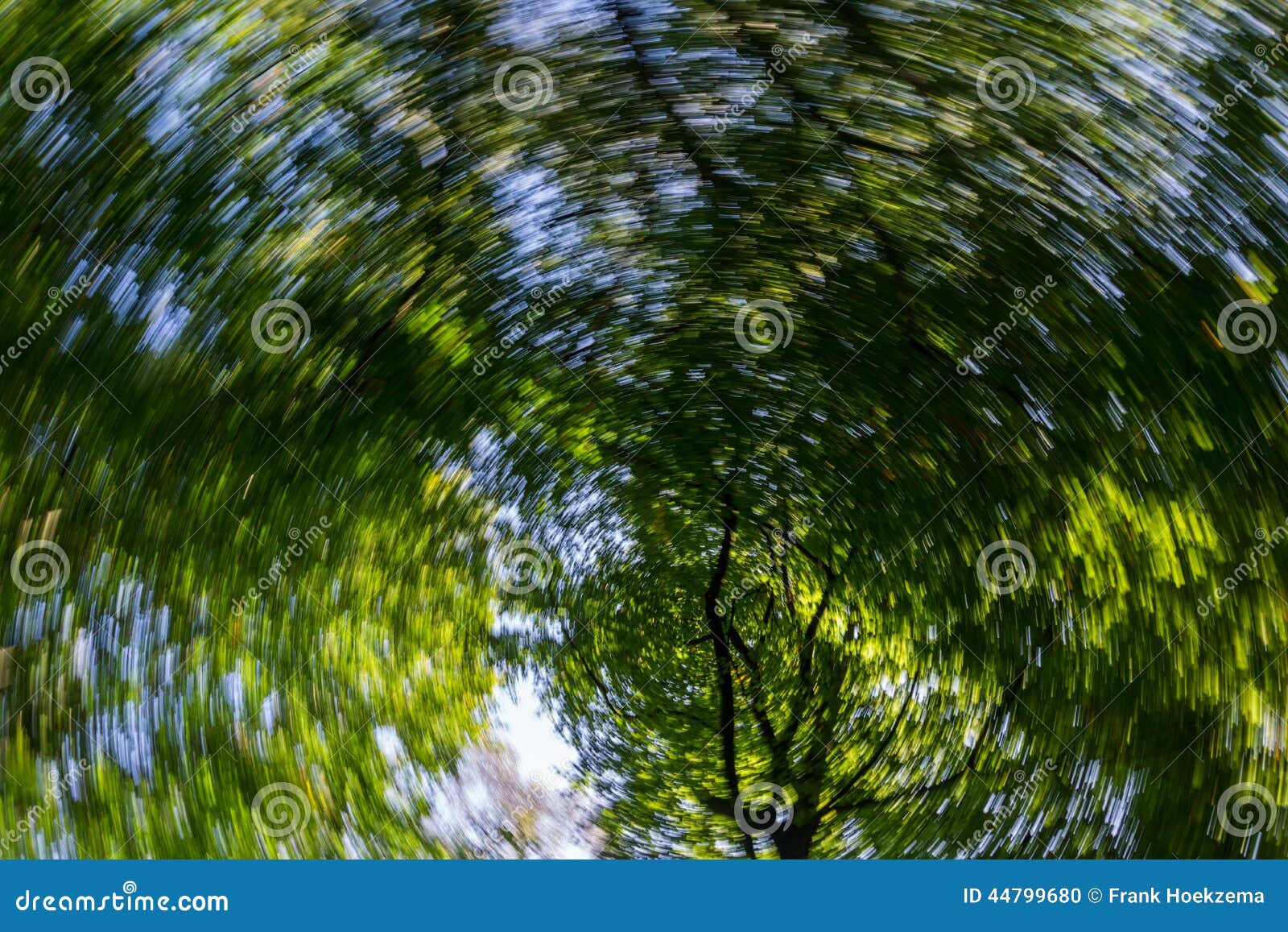 Spin Effect Looking of Past Pine Trees Stock Photo - Image of colorful ...