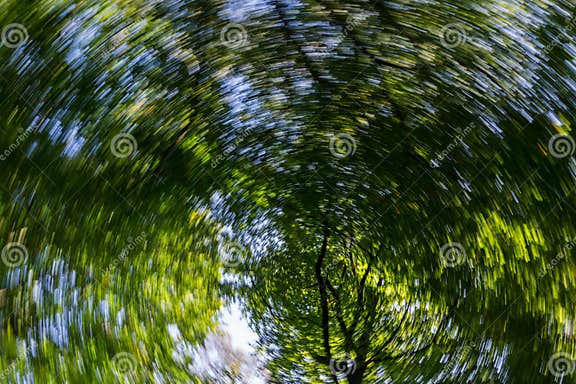Spin Effect Looking of Past Pine Trees Stock Photo - Image of colorful ...