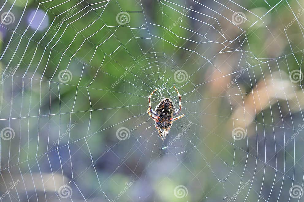 Spin en zijn Web stock afbeelding. Image of breekbaar - 10616561