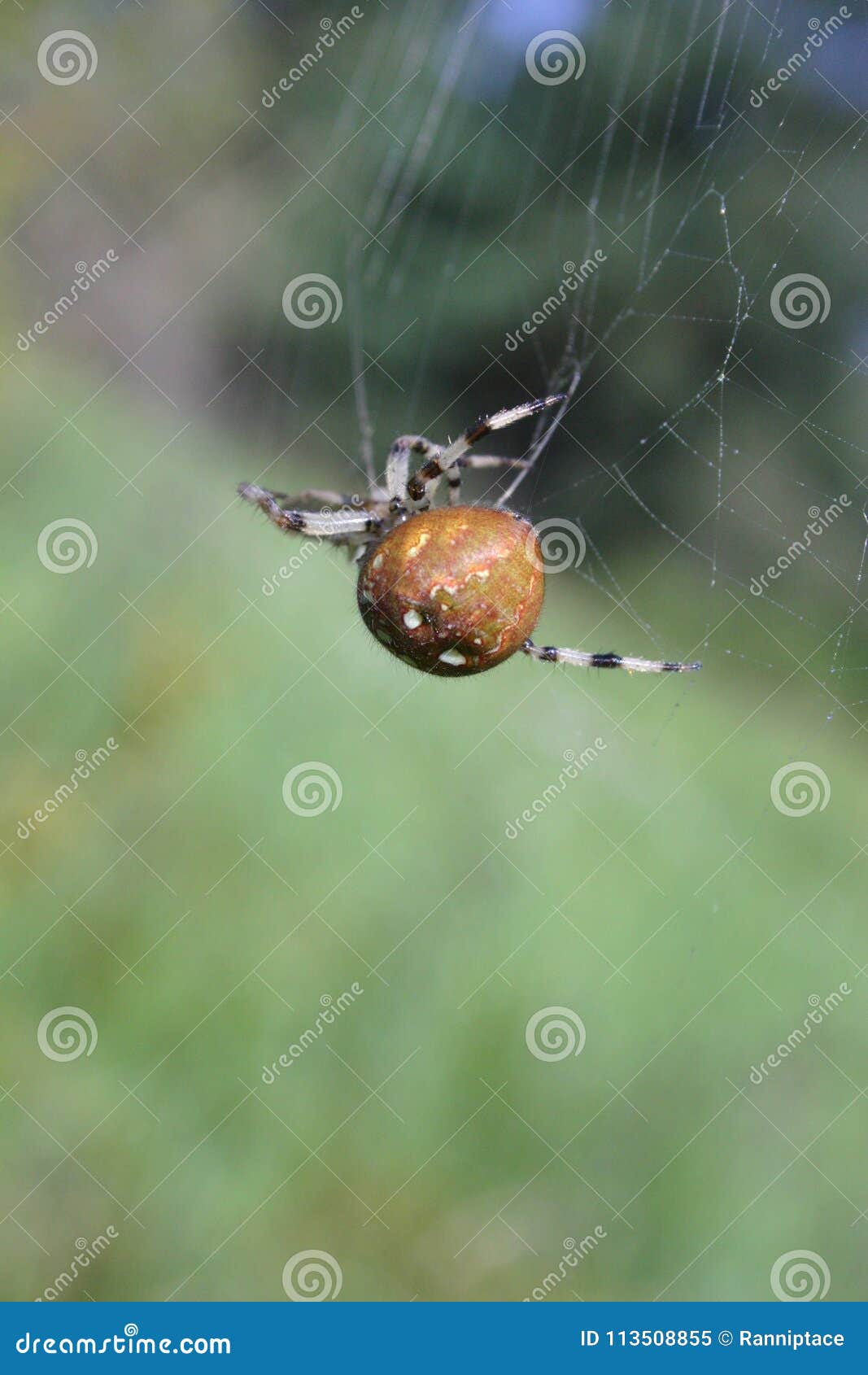 Spin in het Web stock afbeelding. Image of vrees, macro - 113508855