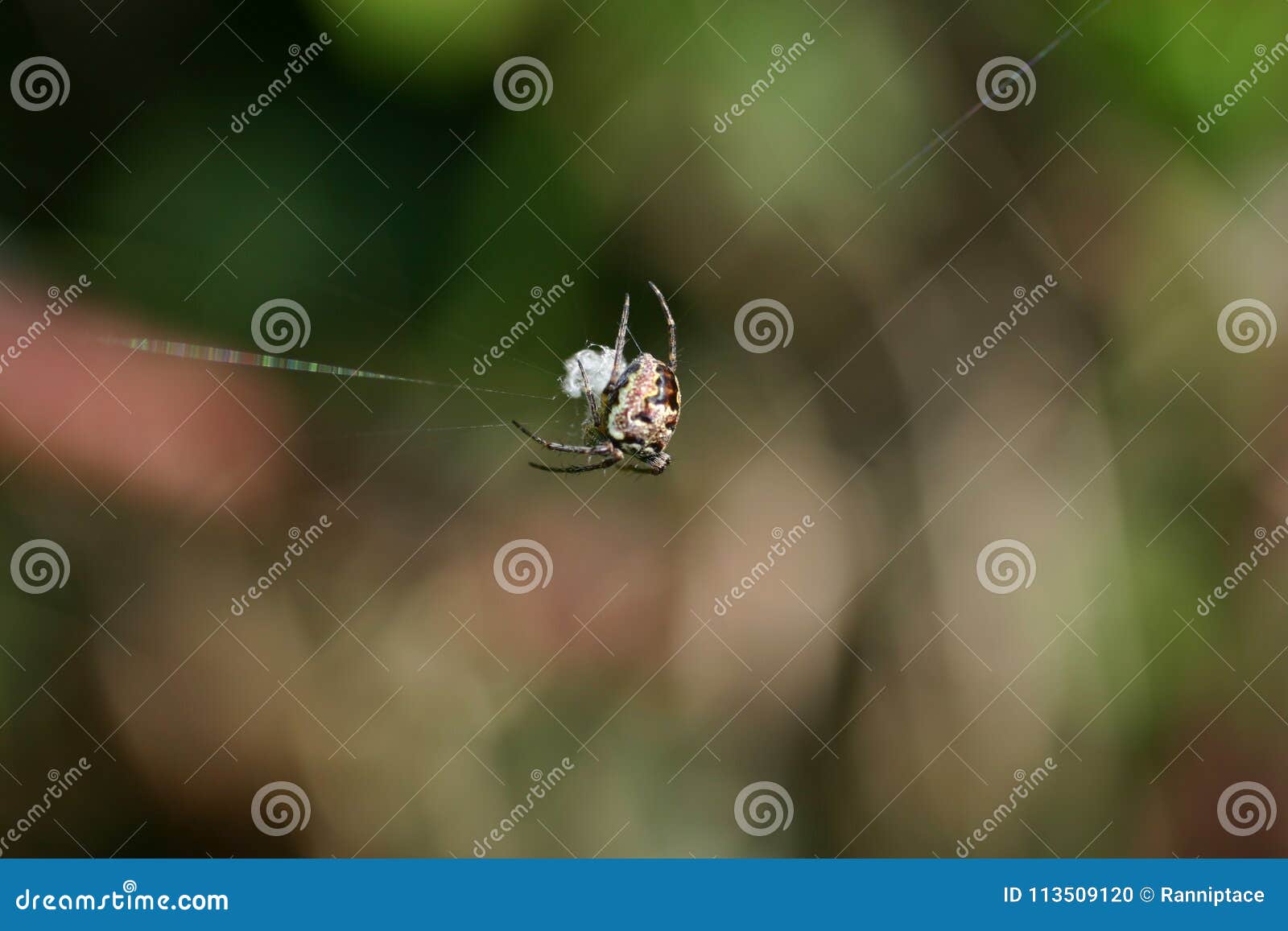 Spin in het Web stock foto. Image of ontwerp, aansluting - 113509120