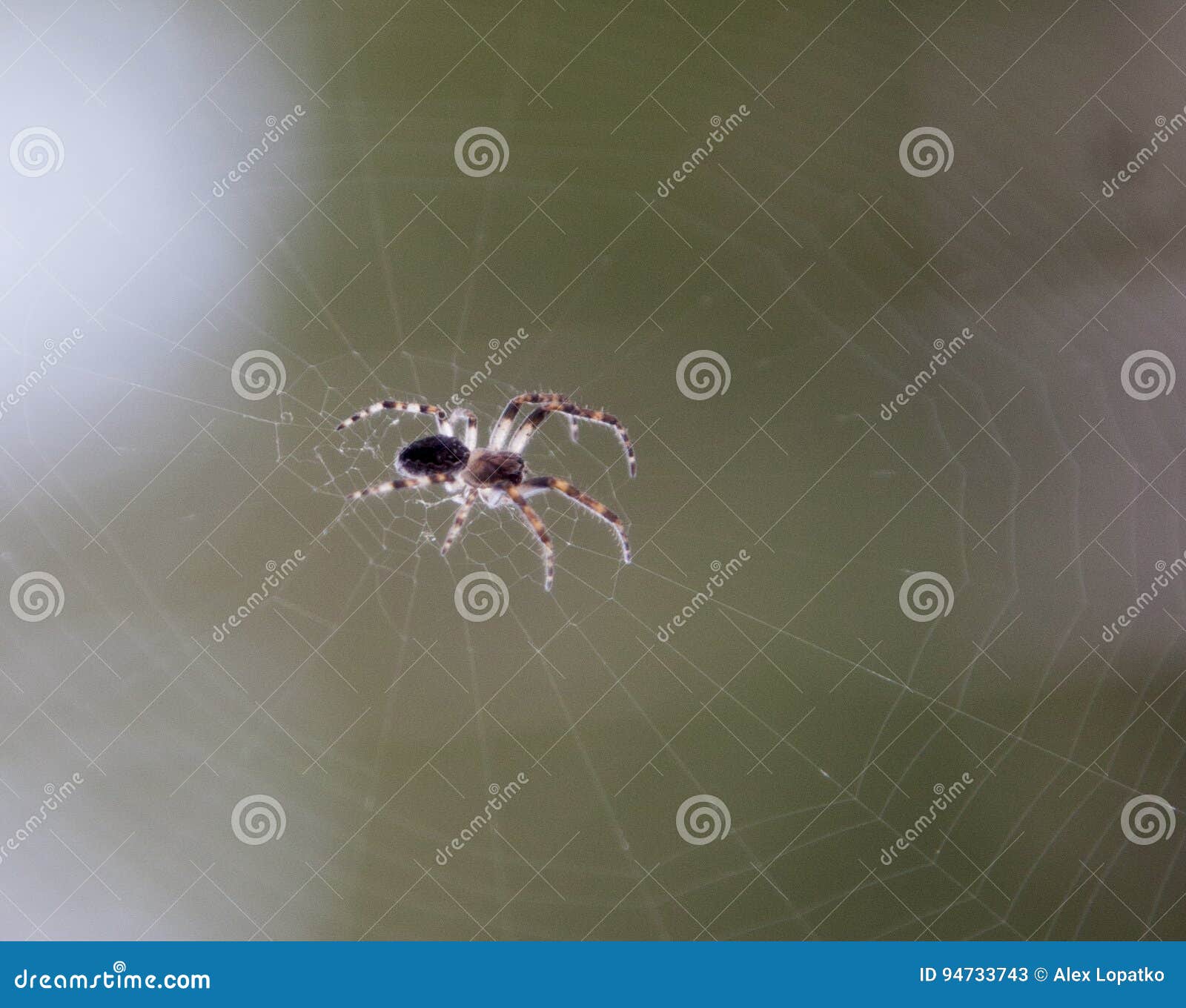 Spin in het Web in de stad stock afbeelding. Image of wild - 94733743