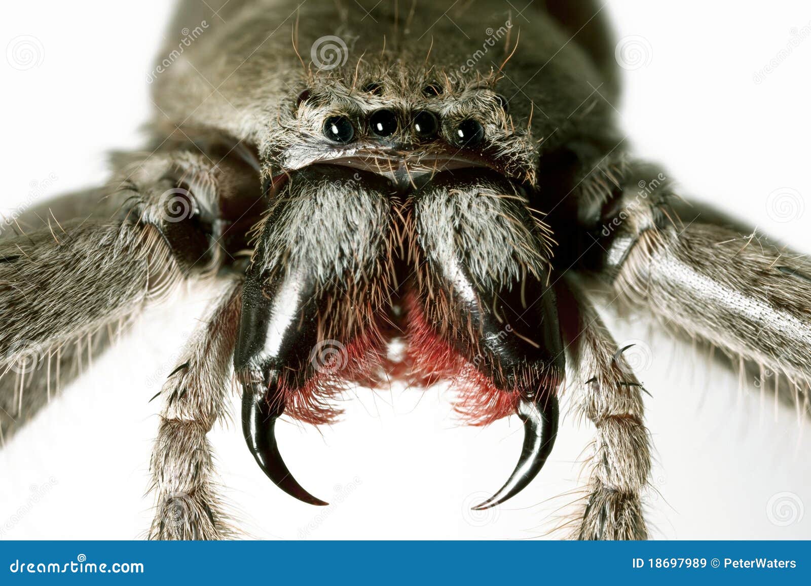 Spin, Huntsman, Immanis Holconia Stock Afbeelding - Image of ...