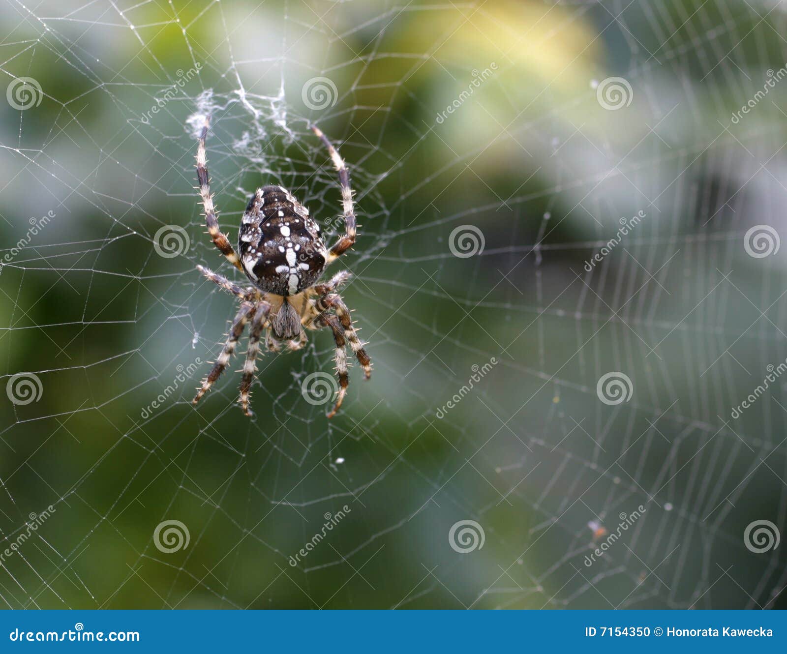 Spin met een kruis stock foto. Image of spin, kruis, verderf - 7154350