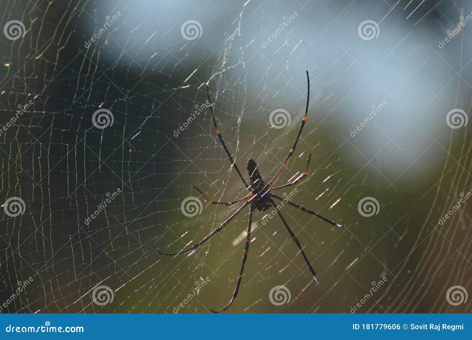 Spin midden op het web stock foto. Image of spinneweb - 181779606