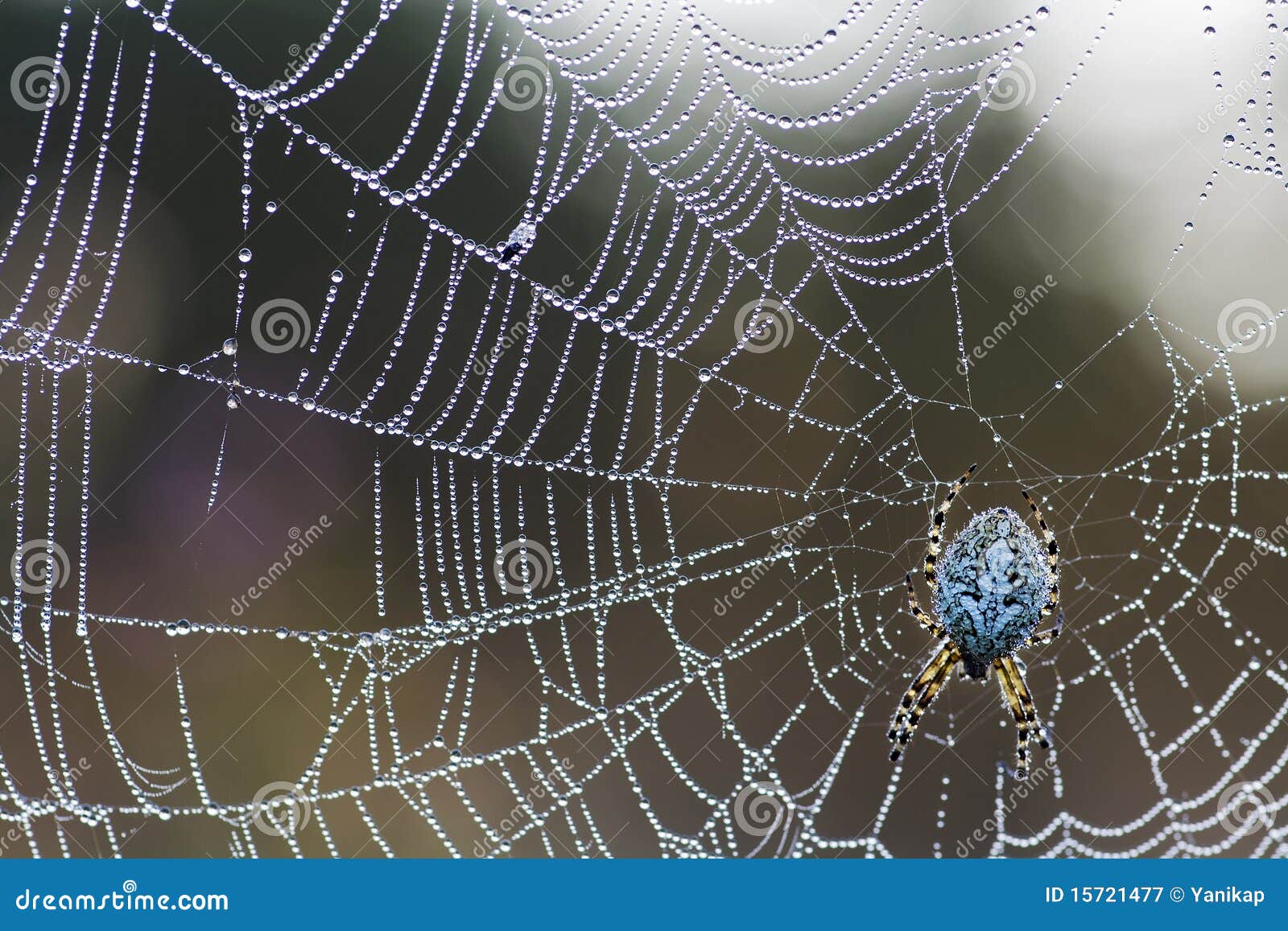 Spin op een Web stock afbeelding. Image of verschrikking - 15721477