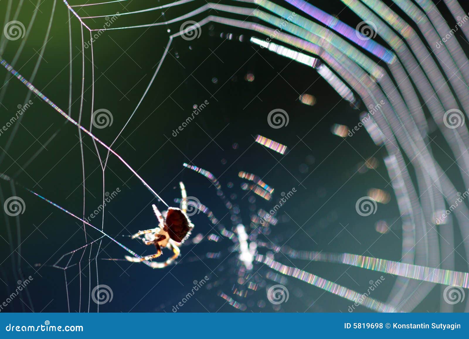 Spin op spiderweb stock foto. Image of spinachtige, vorst - 5819698