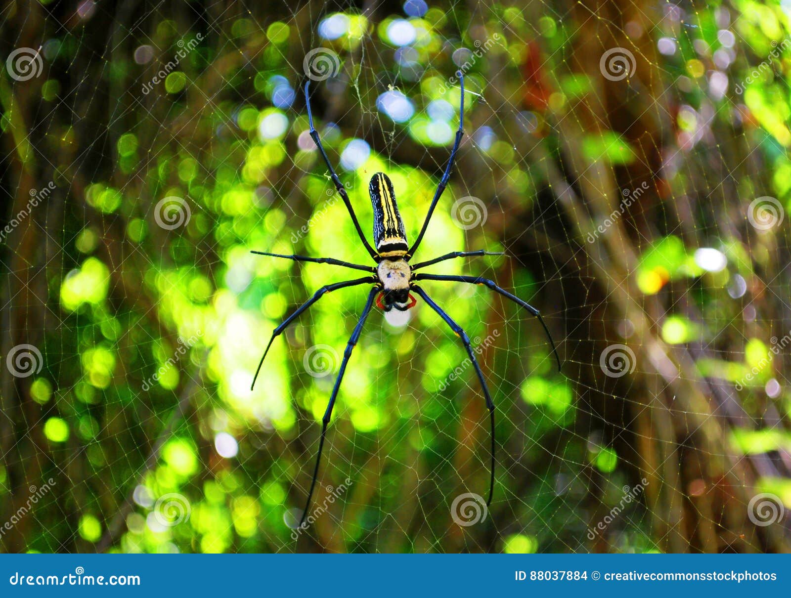 Spin Op Spiderweb Picture. Image: 88037884