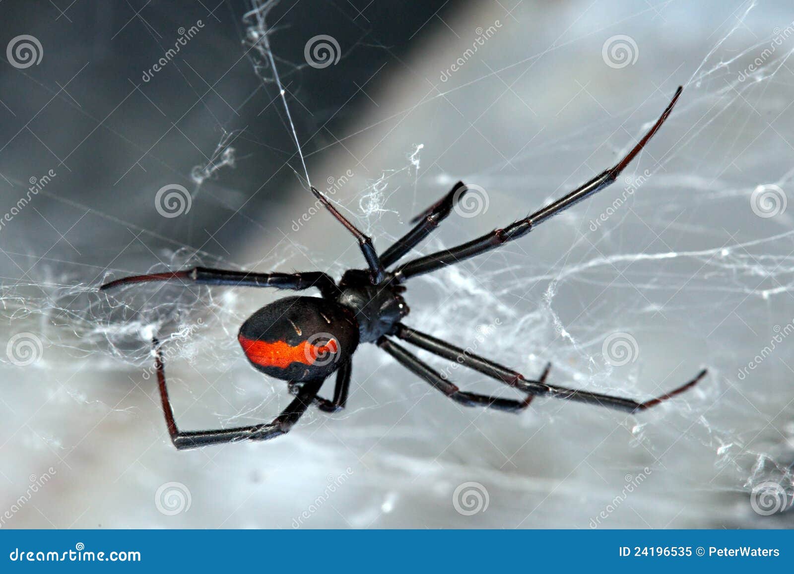 Spin, Rood-Rug, Lacrodectus Hasselti Stock Afbeelding - Image of weduwe ...
