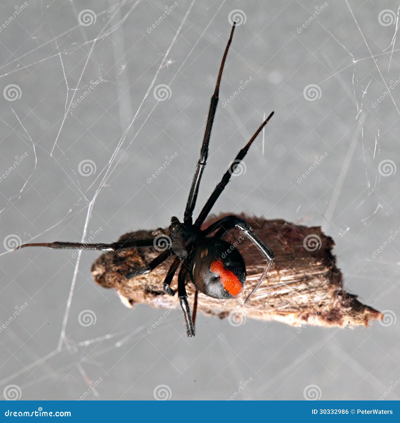 Spin, Rood-Rug Met Prooi in Zijn Web Wordt Opgeschort Dat Stock Foto ...