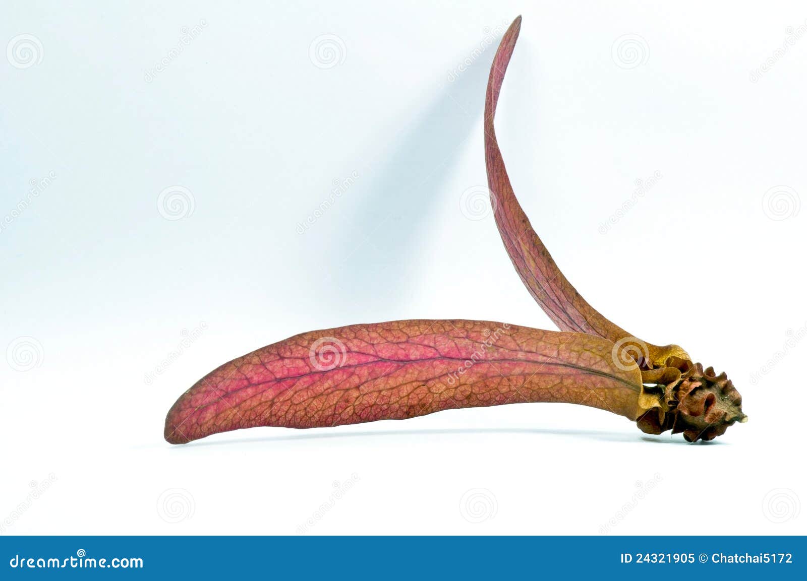 Spin seed stock image. Image of macro, long, heaven, single - 24321905