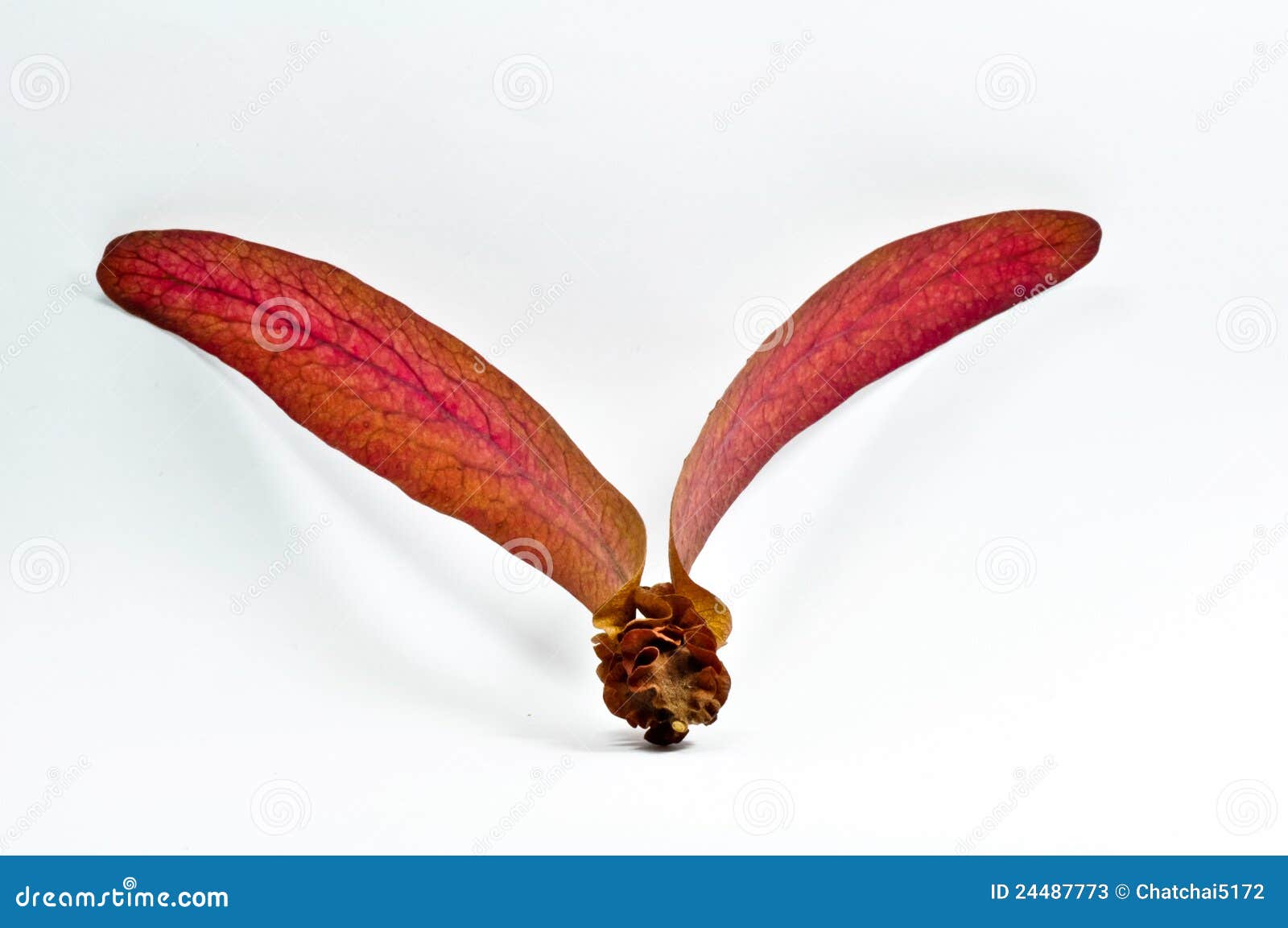 Spin seed stock image. Image of season, living, flower - 24487773