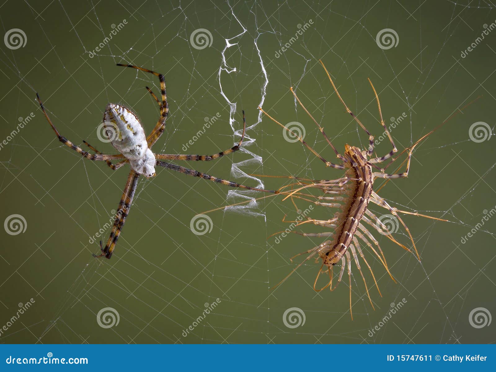 Spin versus Duizendpoot stock afbeelding. Image of roofdier - 15747611