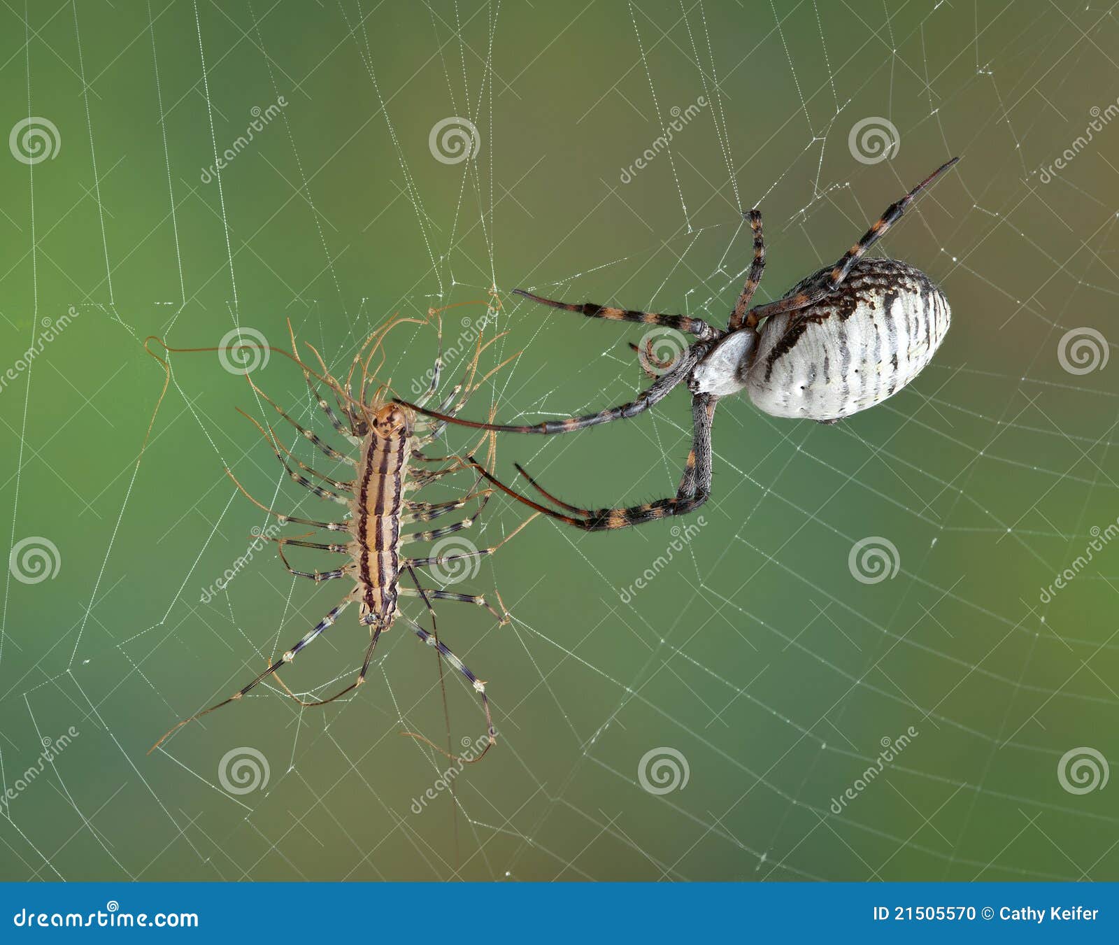 Spin Wat Betreft Duizendpoot in Web Stock Foto - Image of wild ...