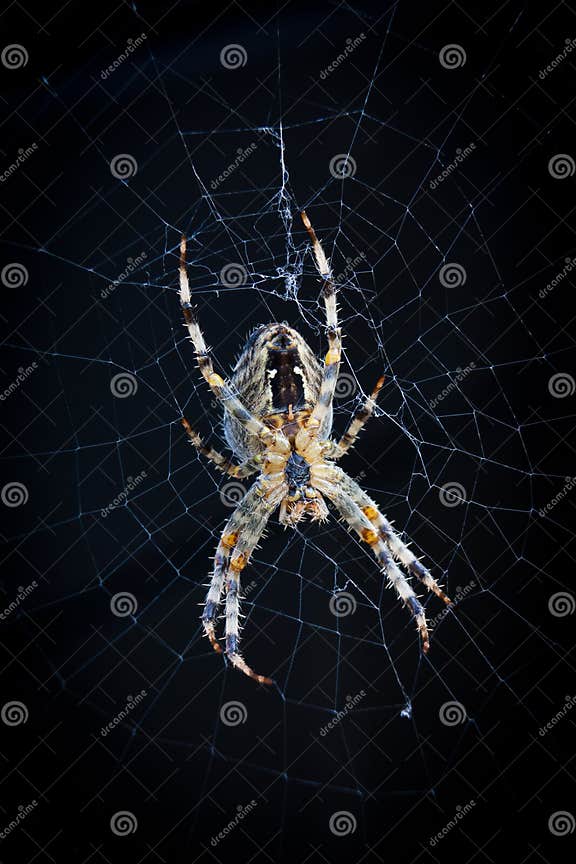 Spin in Web stock foto. Image of centrum, acht, nave - 44779548