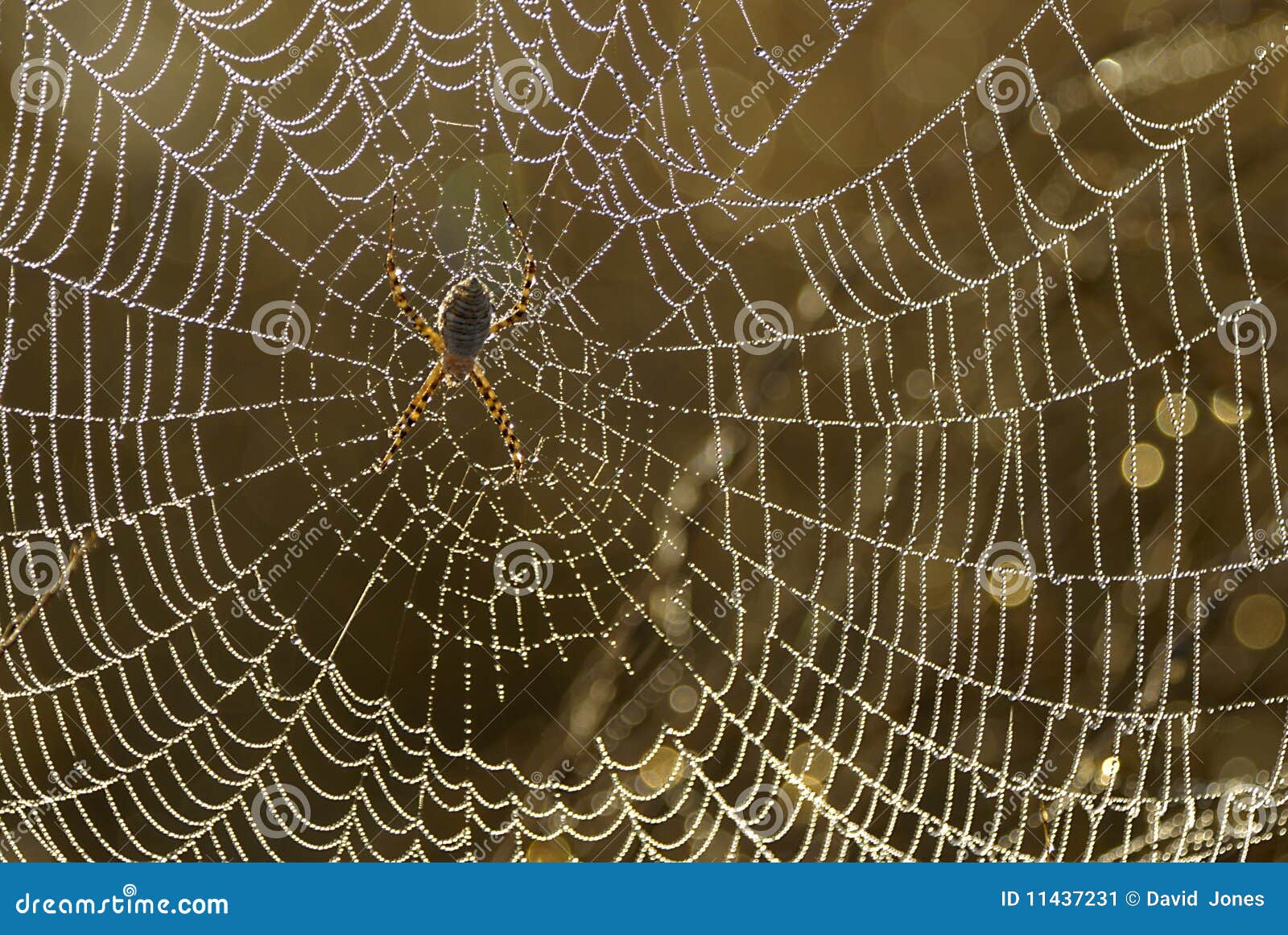 Spin in Web met dauw. stock afbeelding. Image of insect - 11437231