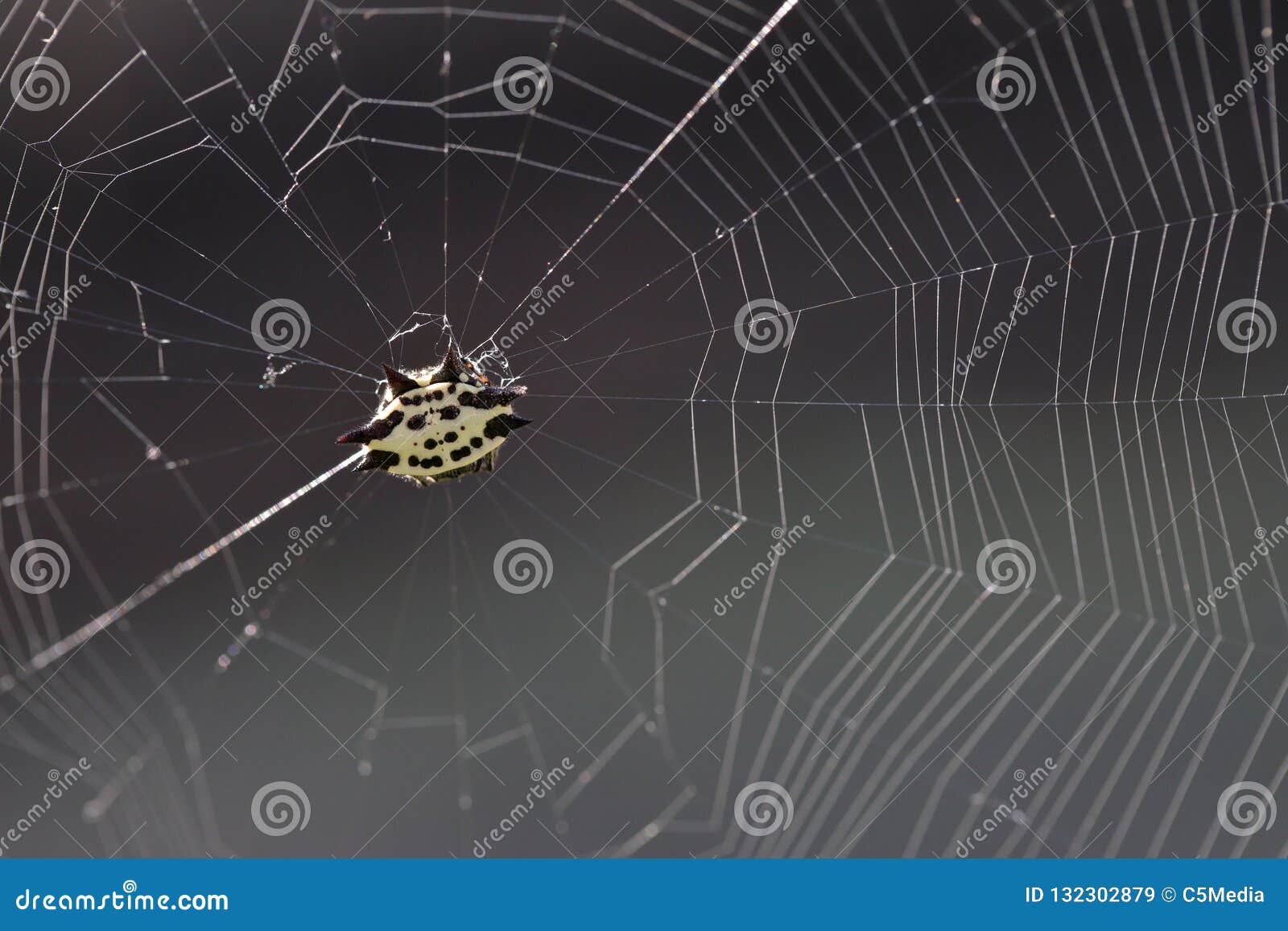 Spin in Web, Tegen Zonlicht Stock Afbeelding - Image of macro, doornig ...