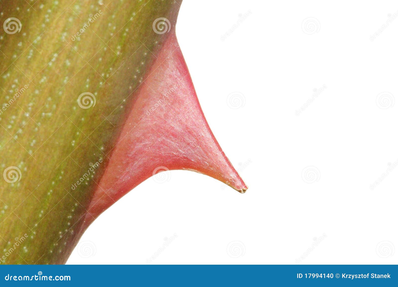 Spina della Rosa fotografia stock. Immagine di macro - 17994140