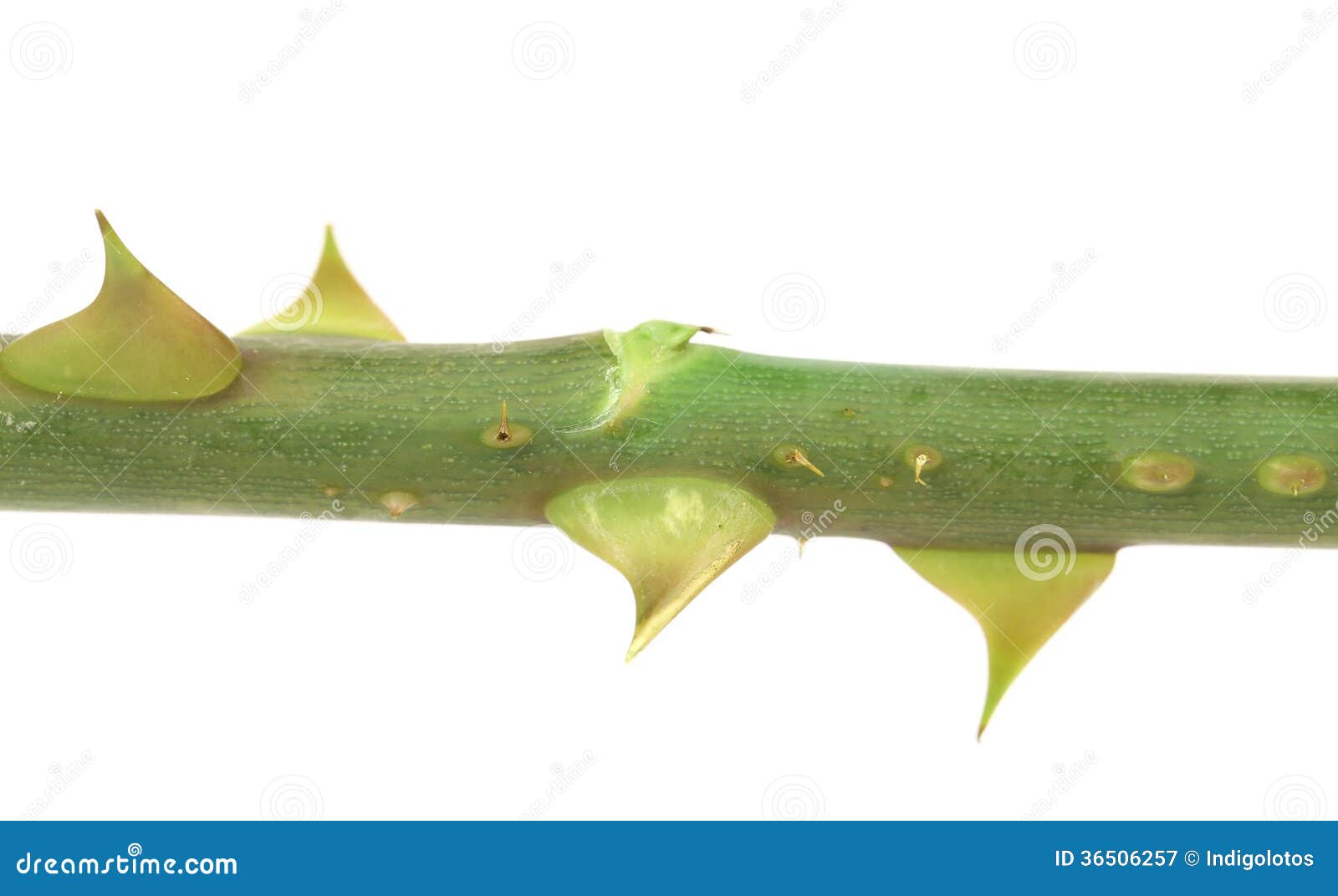 Spina di Rosa. immagine stock. Immagine di pianta, giallo - 36506257