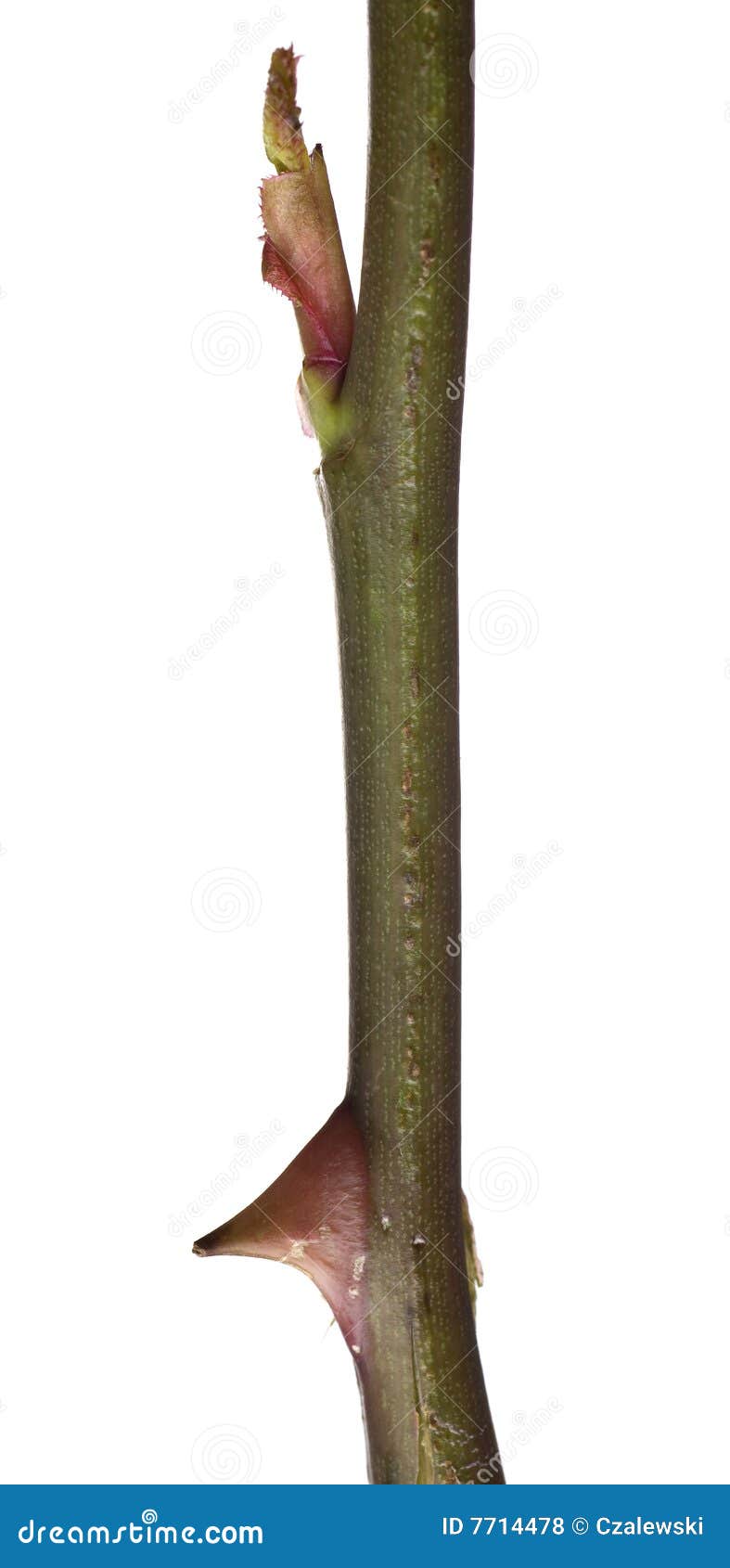 Spina Di Rosa Dal Gambo Lungo Fotografia Stock - Immagine di colori ...