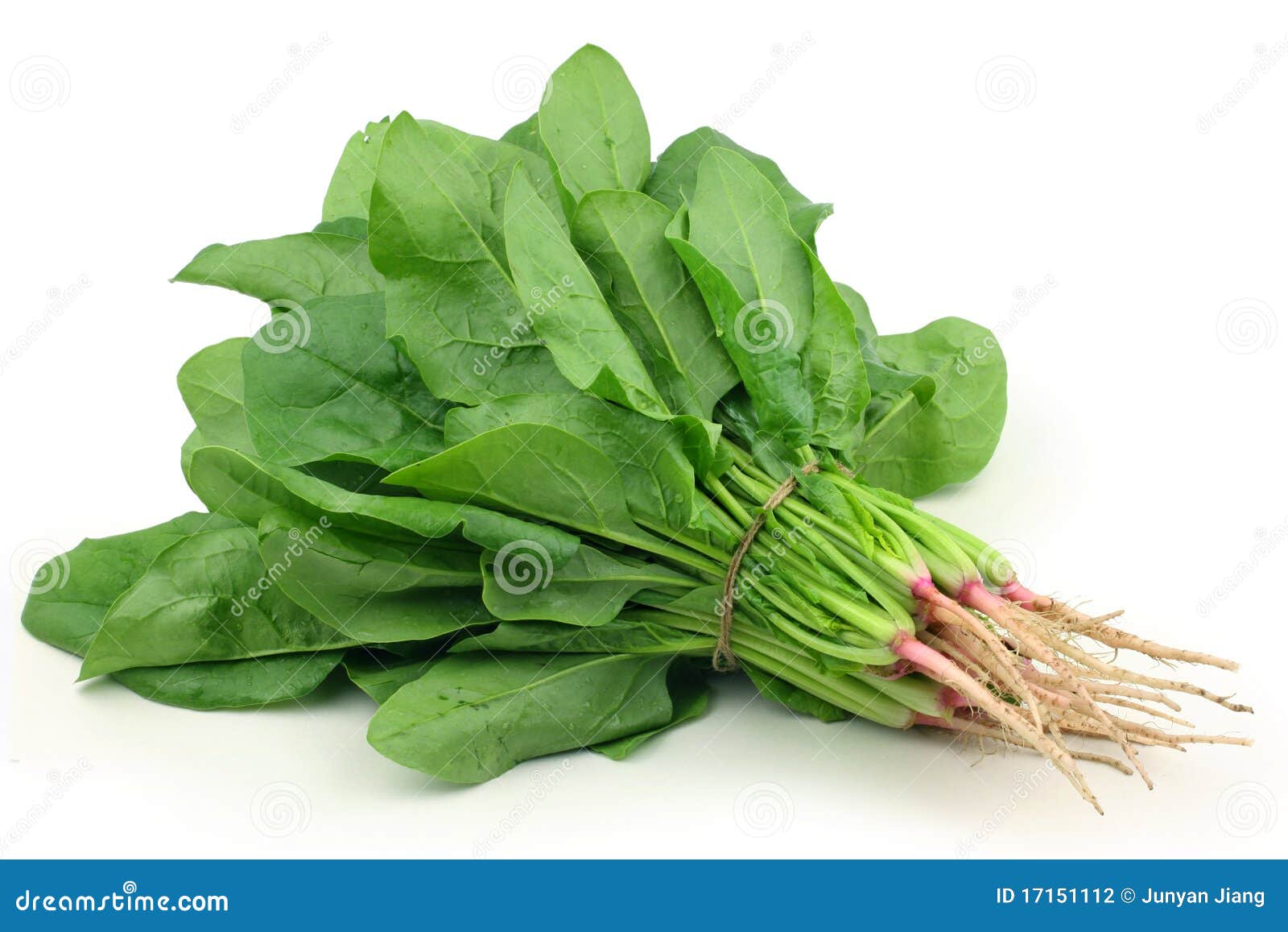 Spinach stock photo. Image of diet, bright, harvested - 17151112