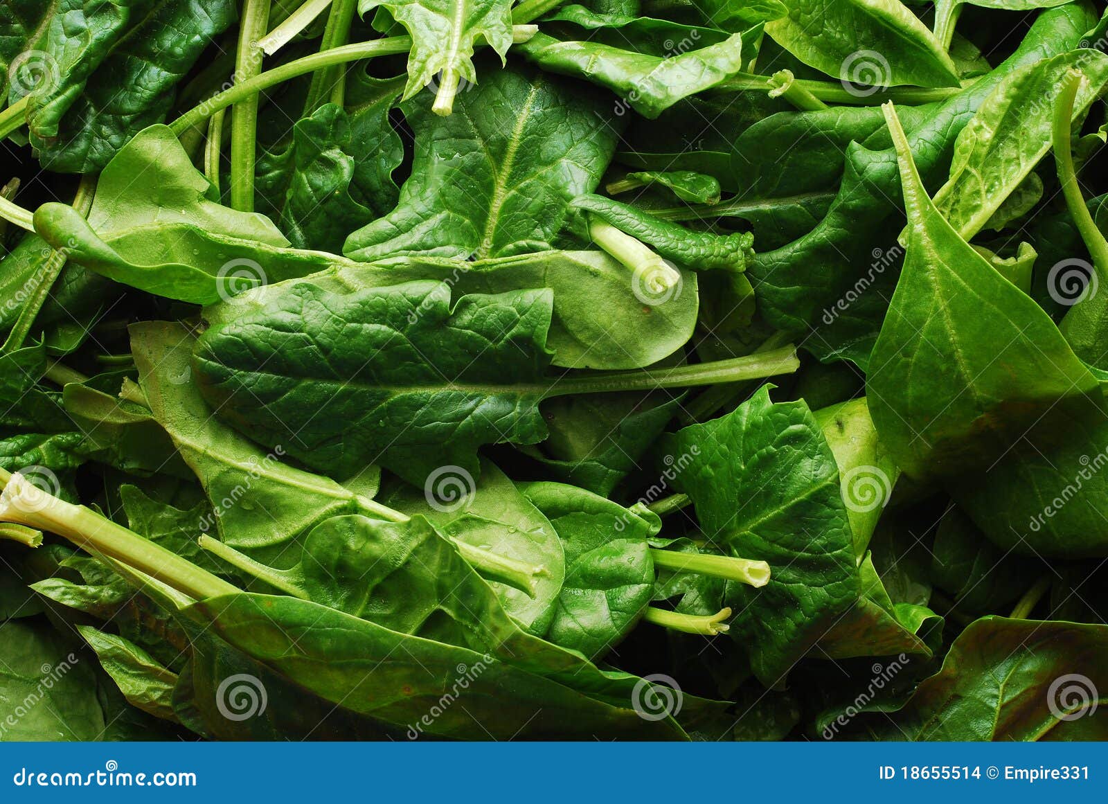 Spinach stock photo. Image of ingredient, herb, fresh - 18655514