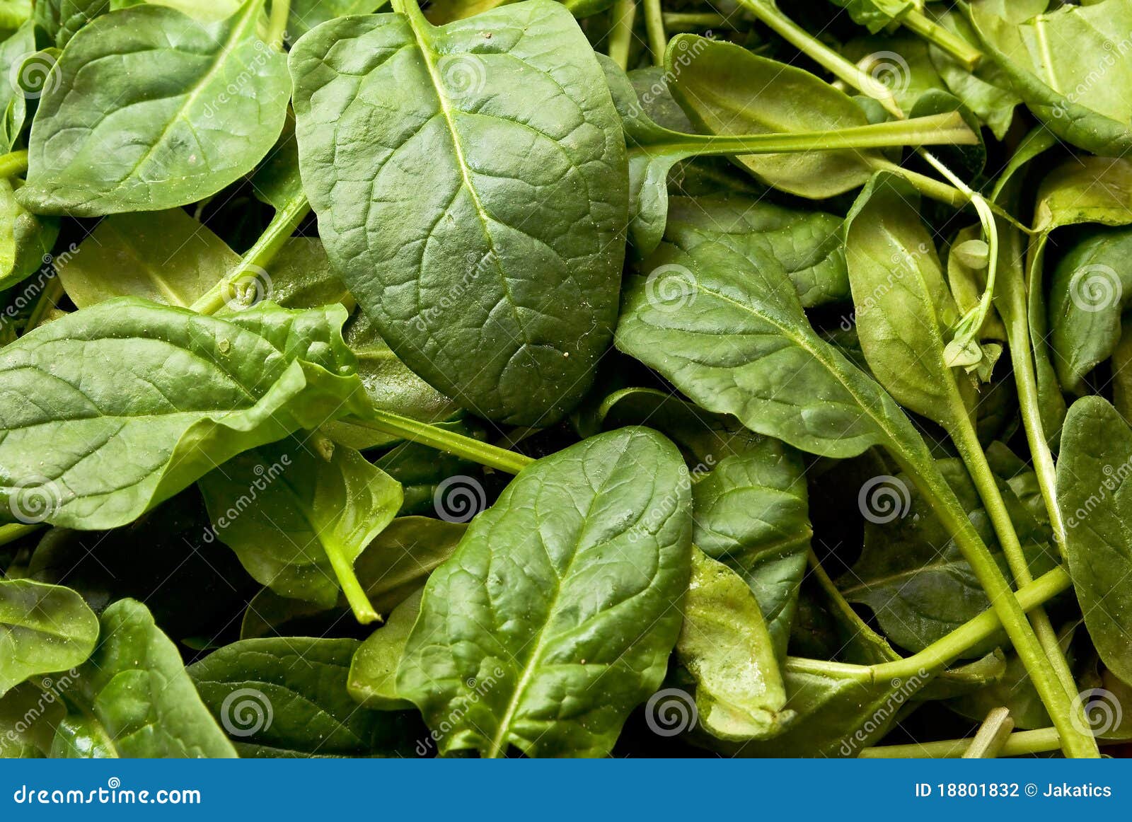Spinach stock photo. Image of spinacia, delicious, cook - 18801832