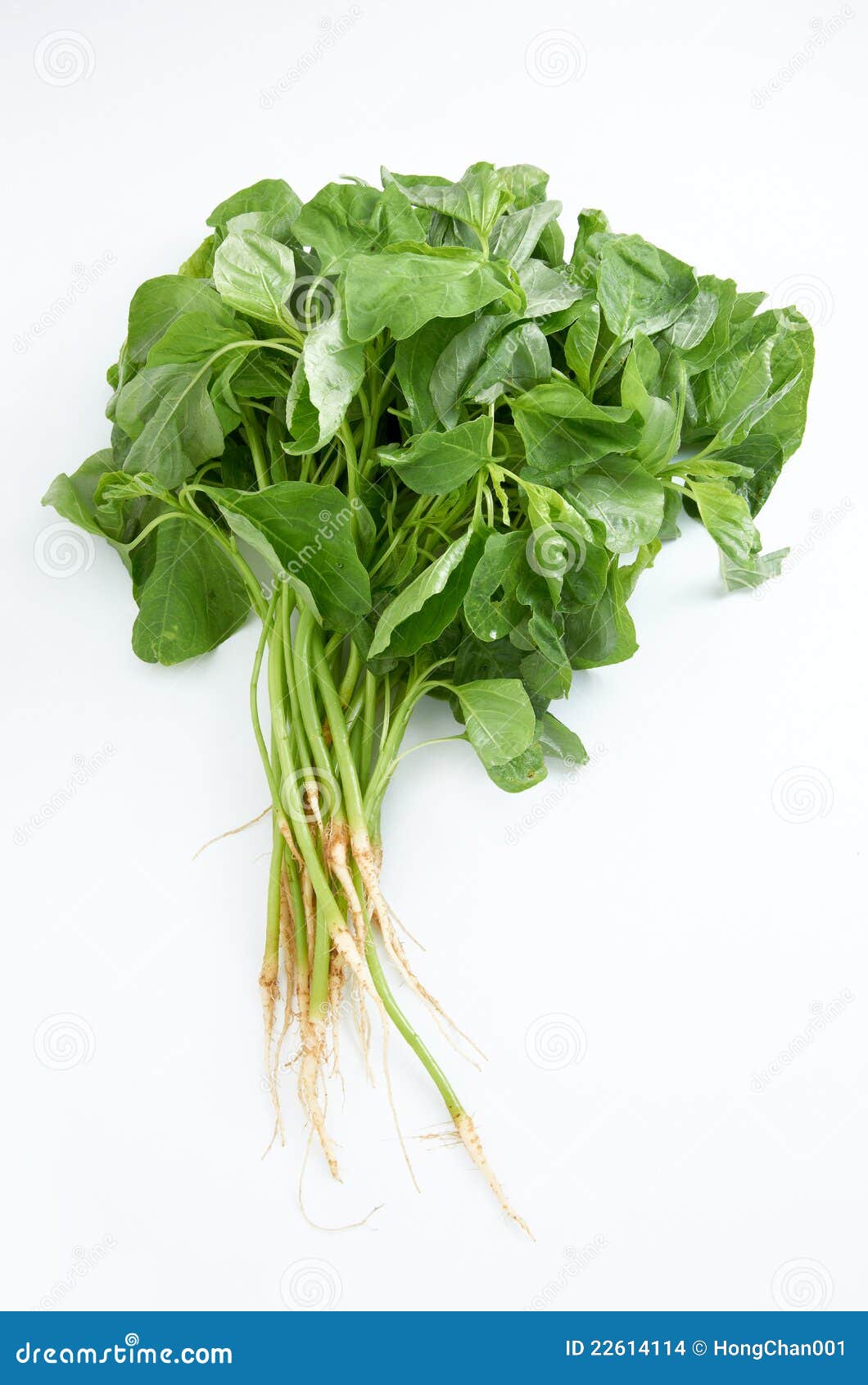 Spinach stock photo. Image of food, closeup, nutritious - 22614114
