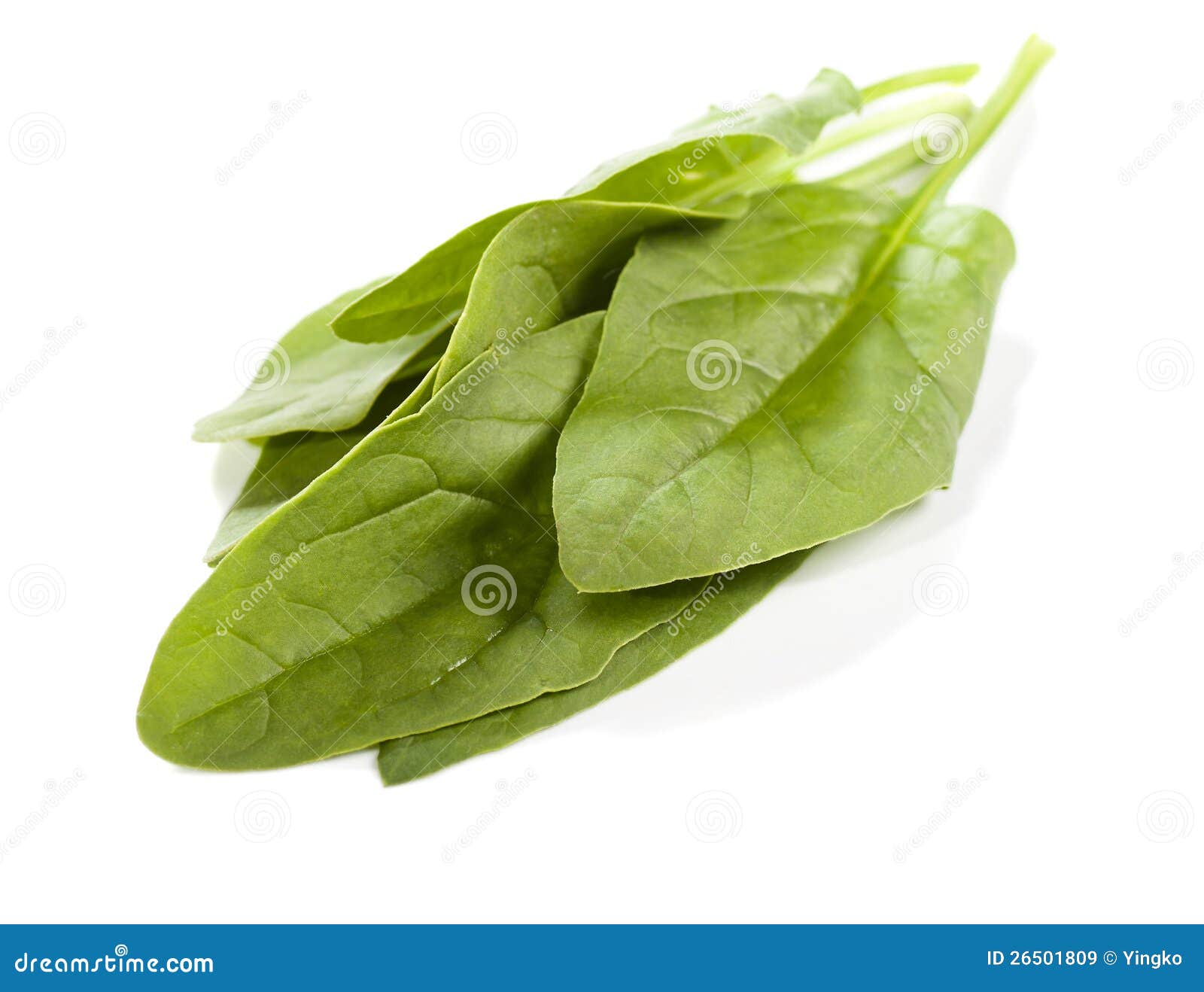 Spinach stock image. Image of gourmet, food, green, fresh - 26501809
