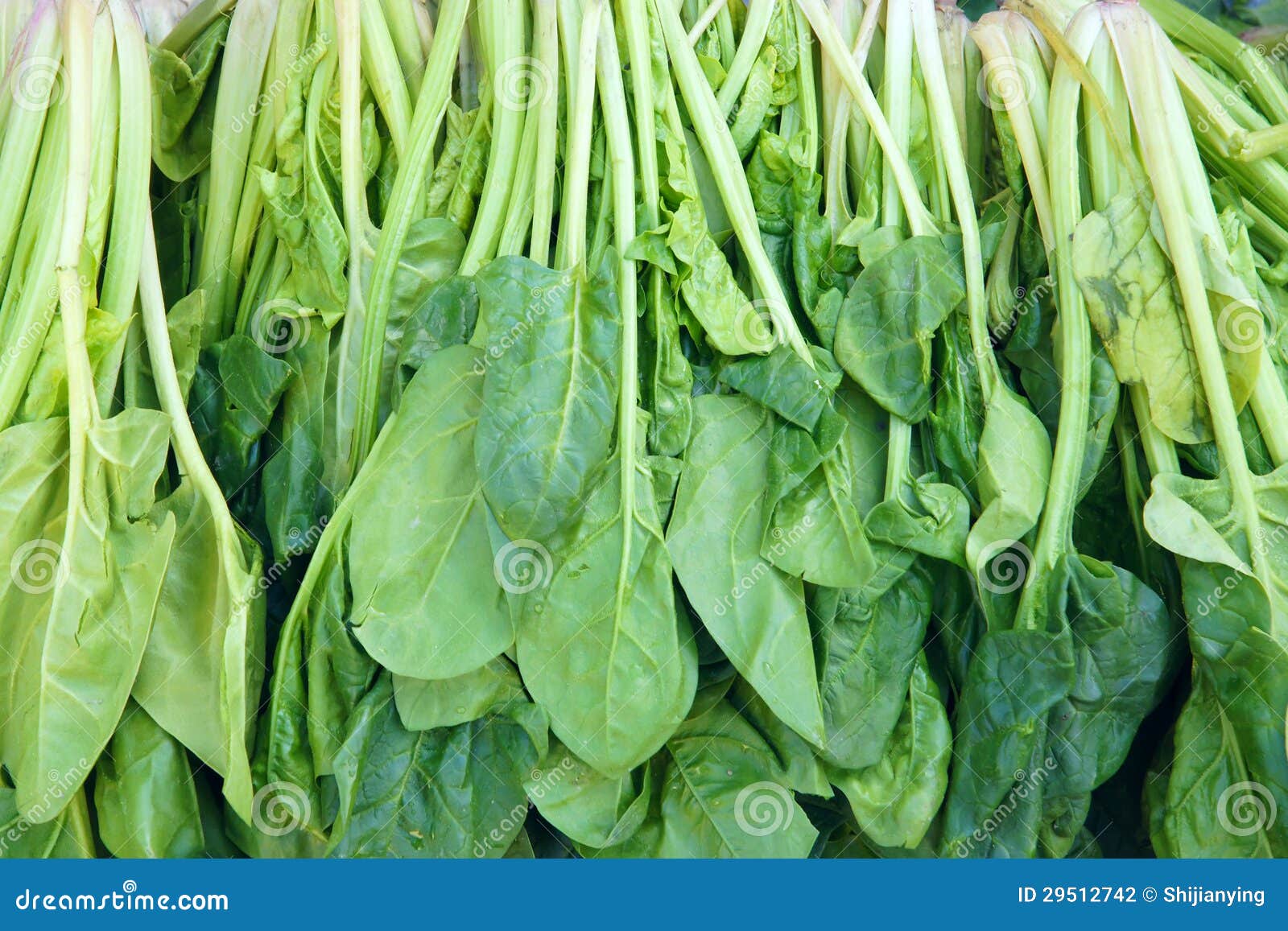 Spinach stock photo. Image of edible, vegetables, spinage - 29512742