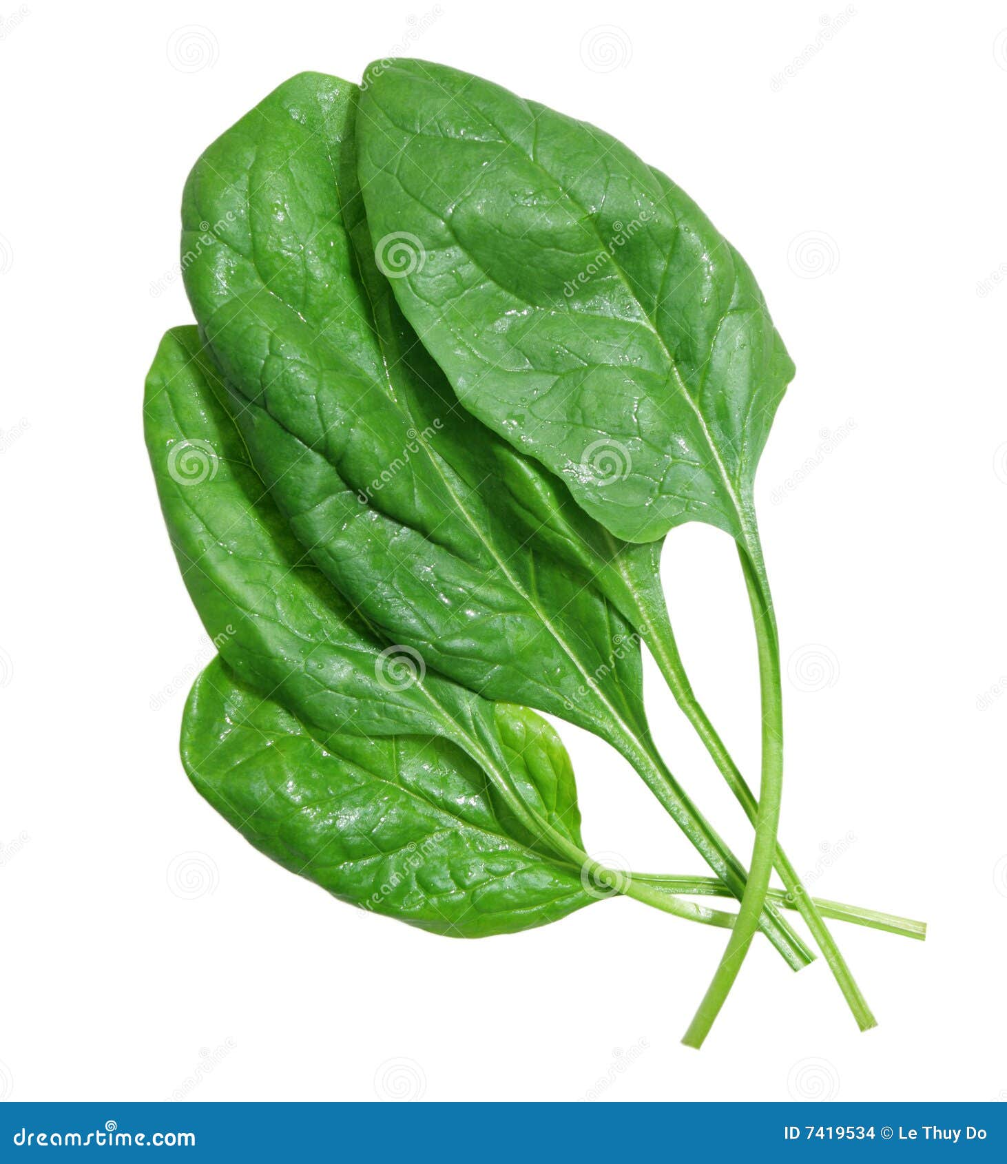 Spinach stock photo. Image of closeup, salad, organic - 7419534
