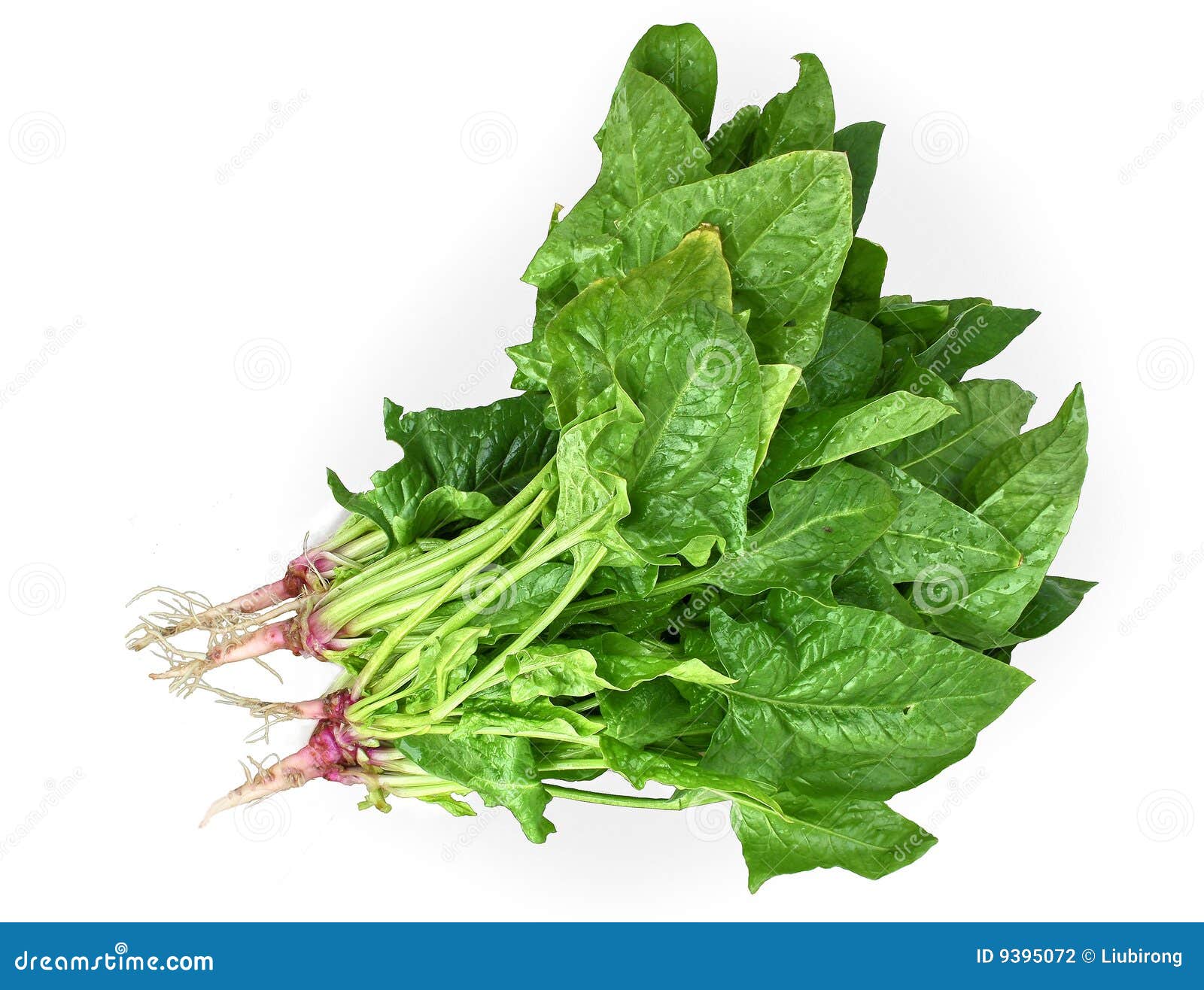 Spinach stock photo. Image of lunch, health, fresh, cuisine - 9395072