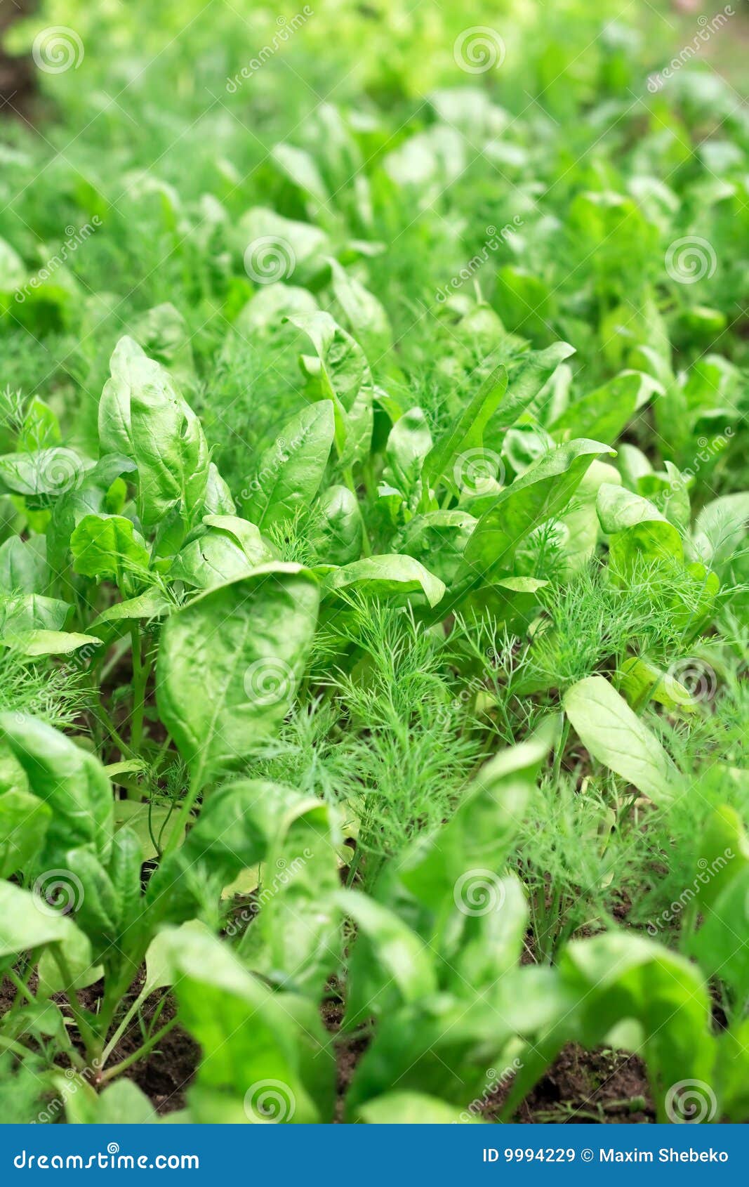Spinach stock image. Image of salad, lush, close, farming - 9994229