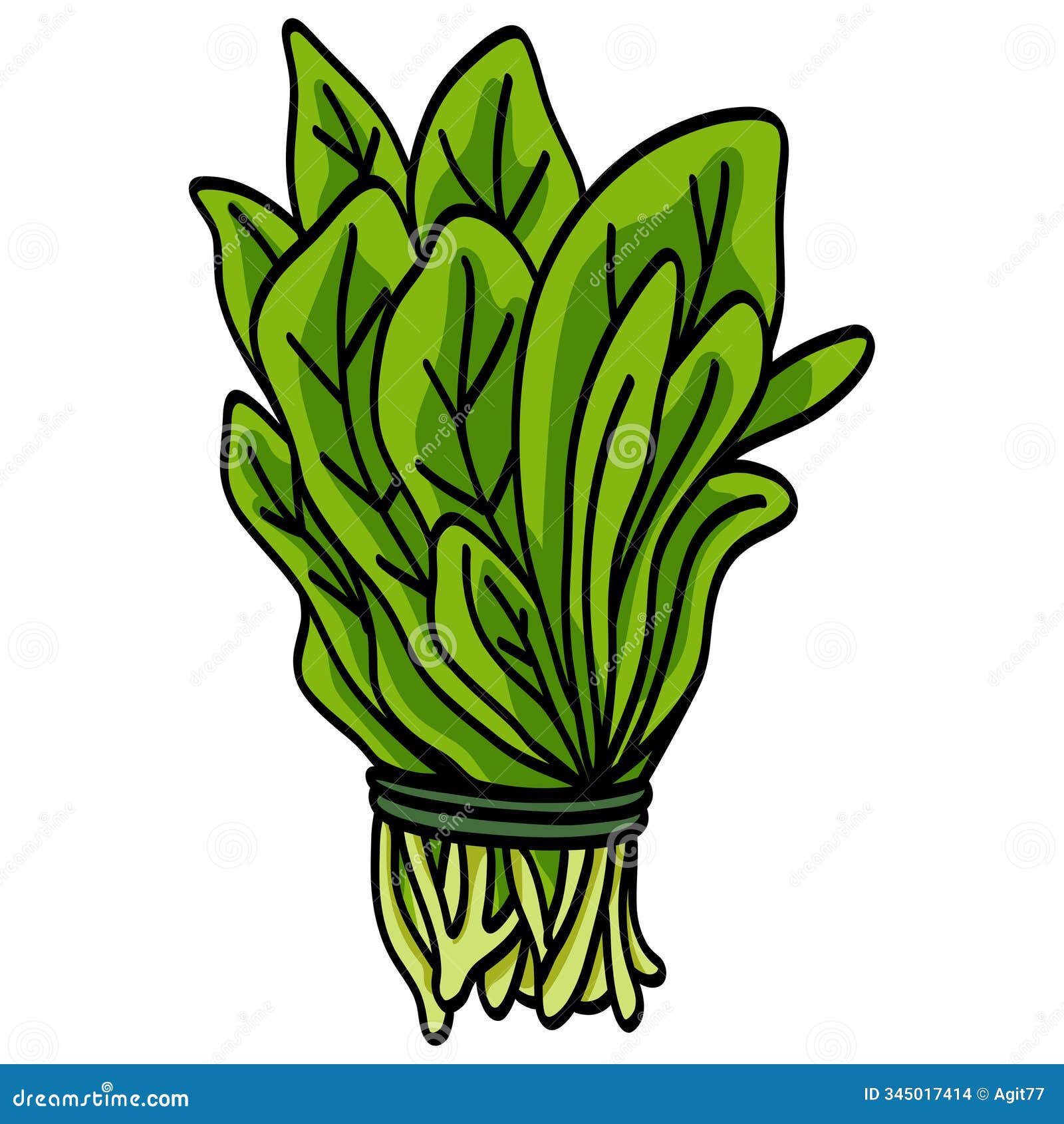Spinach Bunch Leaves Green Raw Vegetable Organic Vector Illustration ...