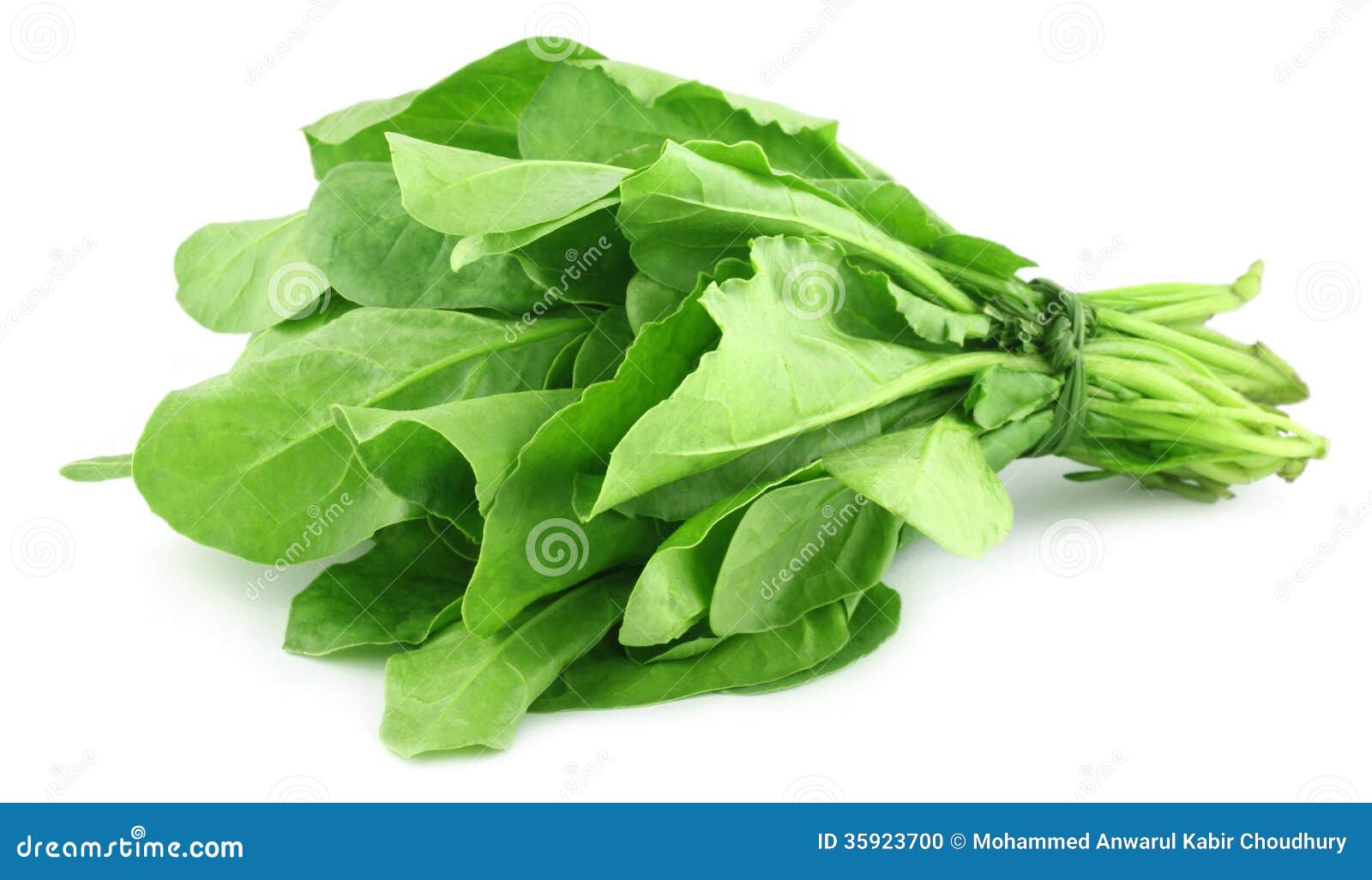 Spinach bundle stock photo. Image of leafy, eating, cooking - 35923700