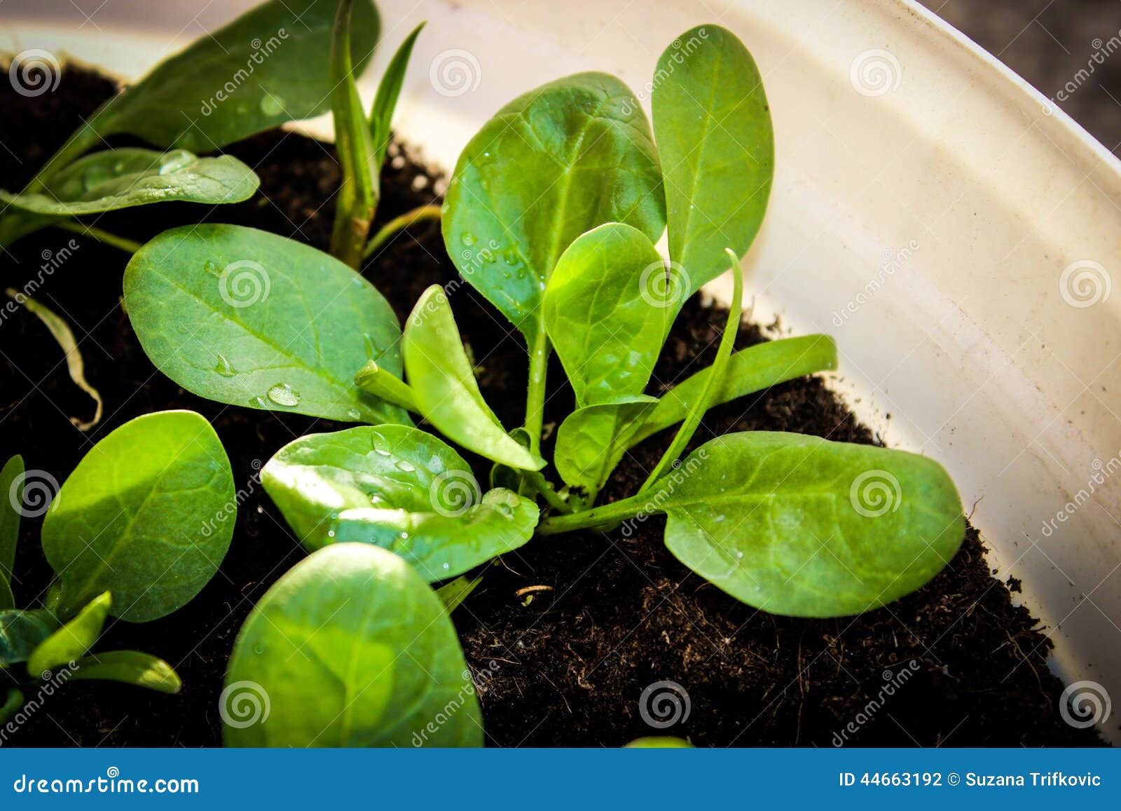 Spinach in container stock photo. Image of food, farming - 44663192