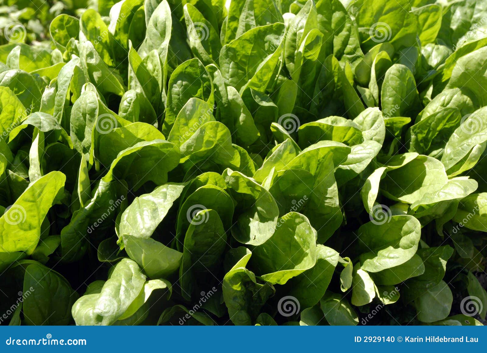 Spinach Crop stock photo. Image of ditch, freshness, agricultural - 2929140
