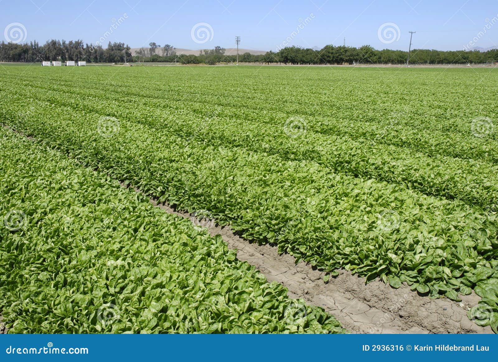 Spinach Crop stock photo. Image of agricultural, farm - 2936316